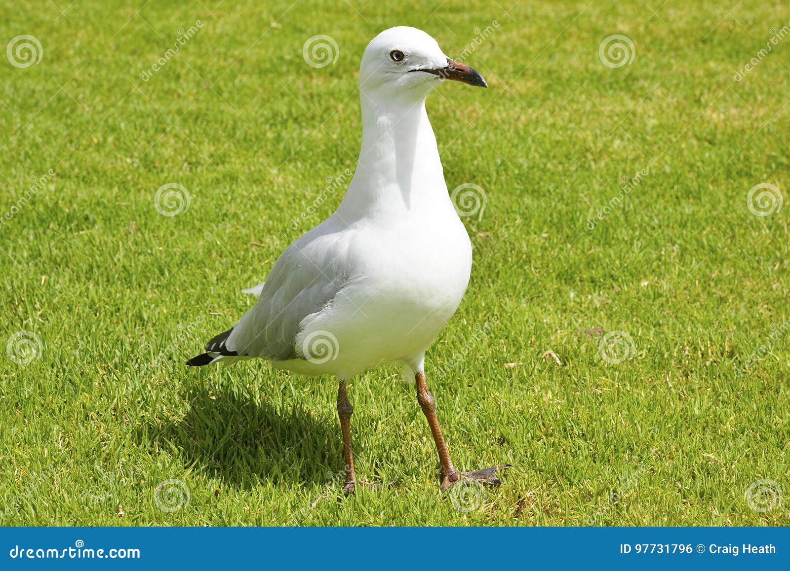 Seagull Dancing on the Grass Stock Photo - Image of feet, seagull: 97731796