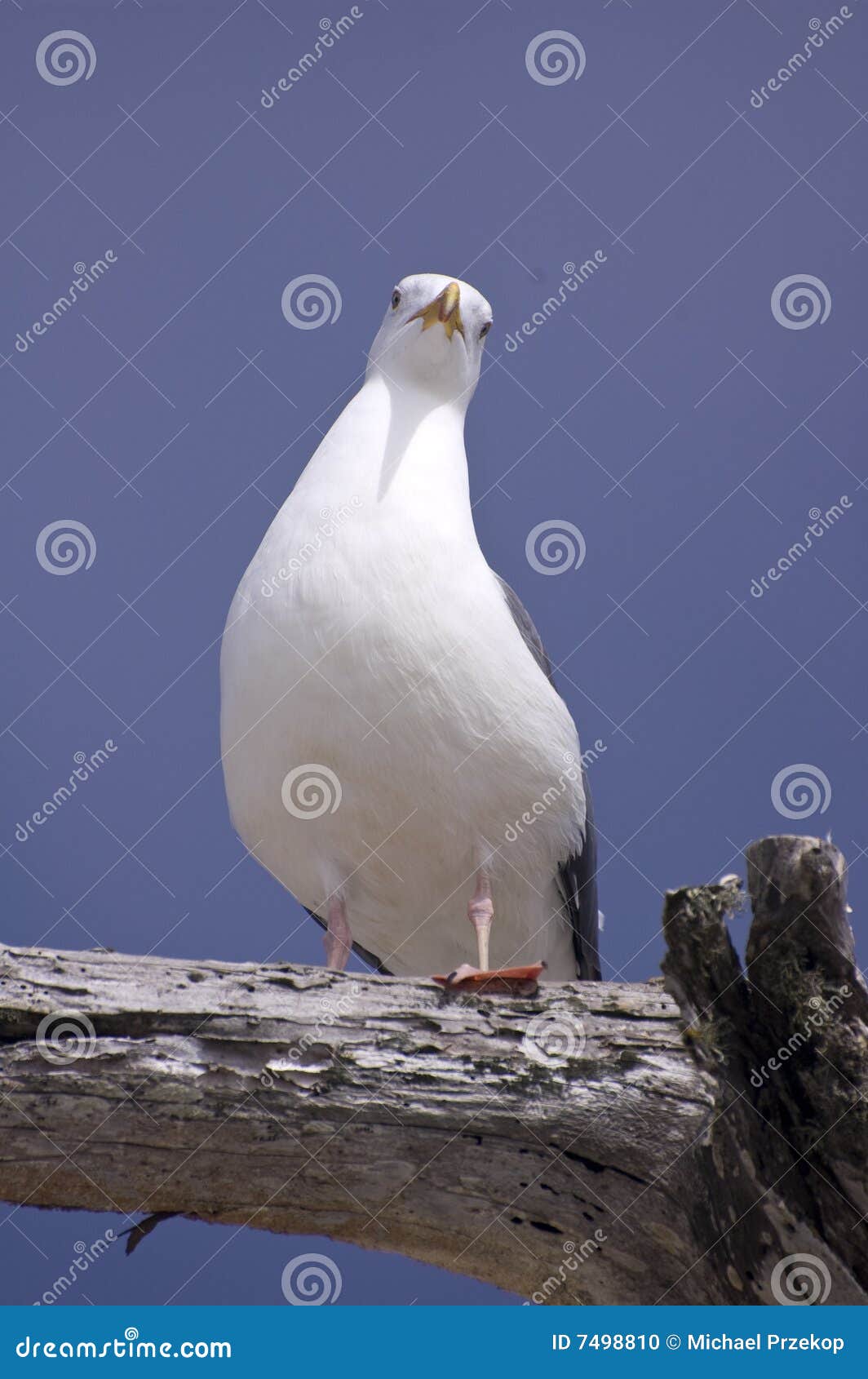 Seagull on deadwood stock photo. Image of feathers, white - 7498810
