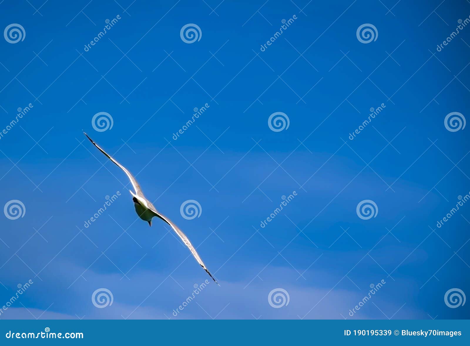 Seagull on Deep Blue Sky. Natural Backgrounds Stock Image - Image of ...