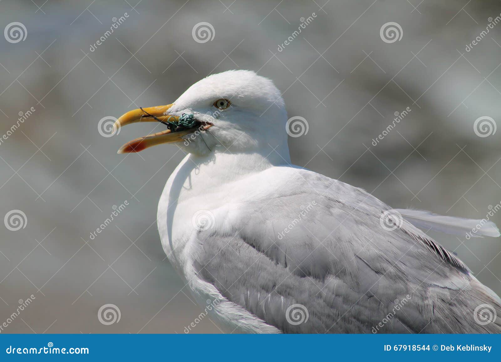 Seagull in Distress stock photo. Image of distress, bird - 67918544