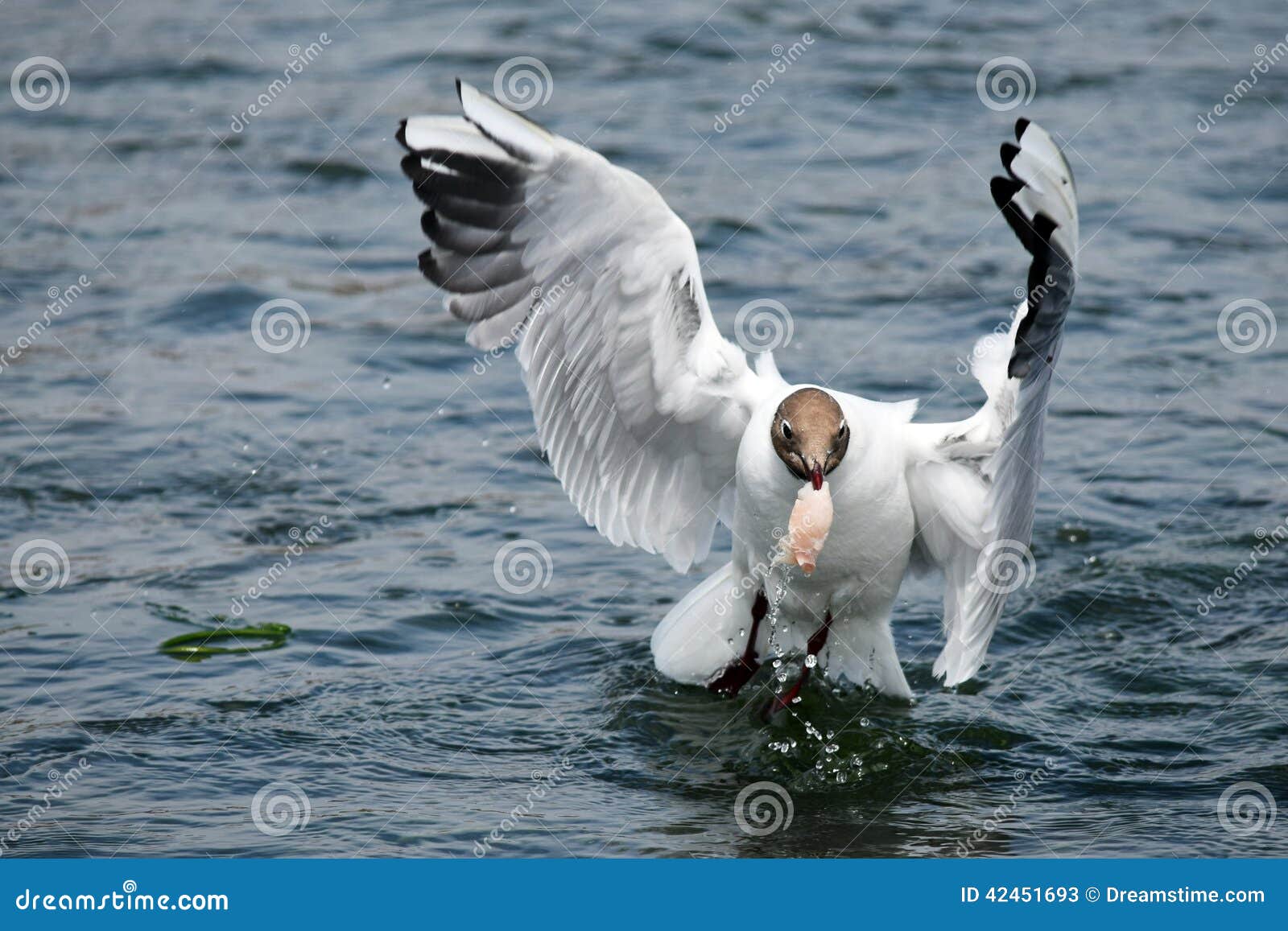 Seagull diving for food stock image. Image of hunt, prey - 42451693