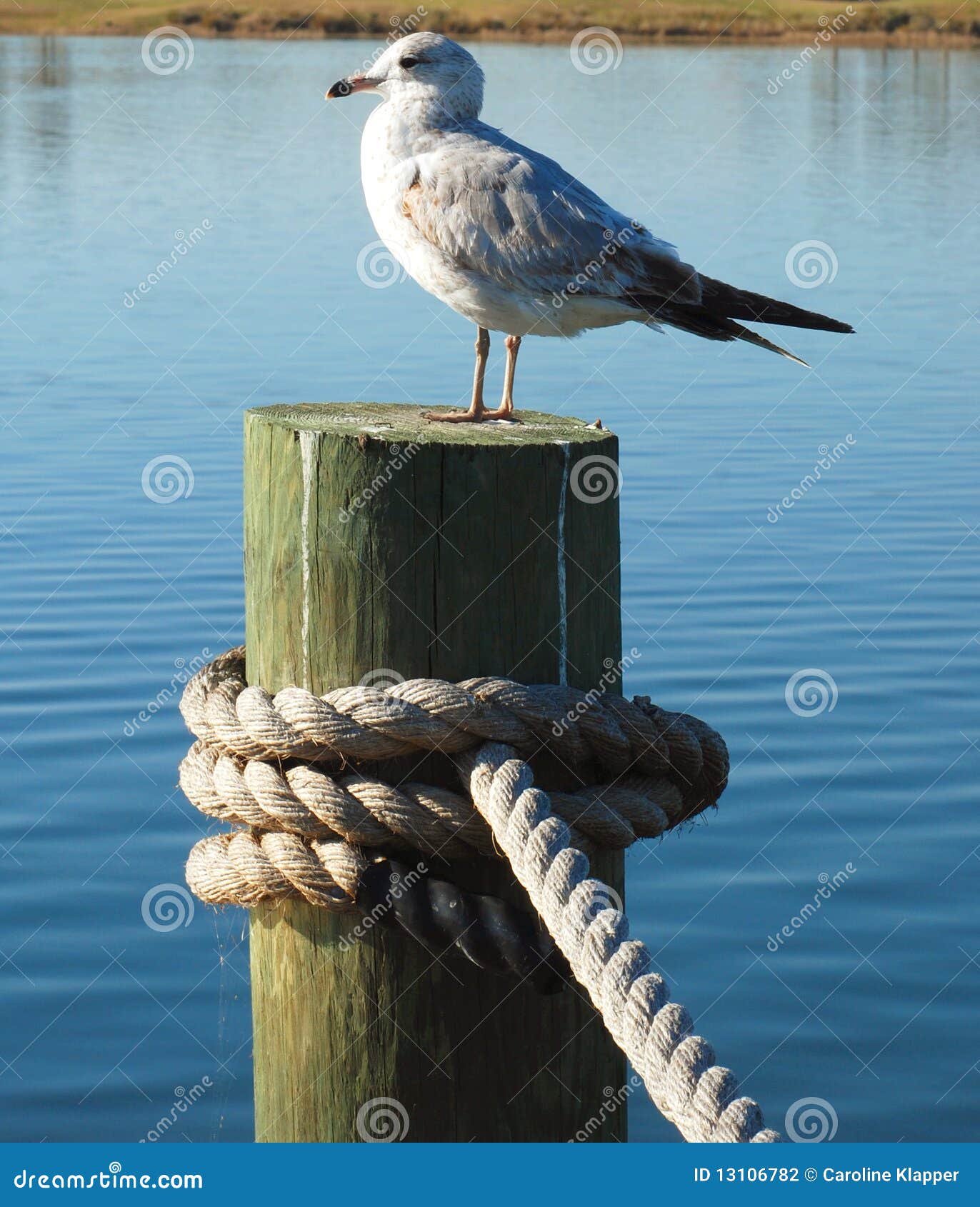 Keep Seagulls Off Your Dock