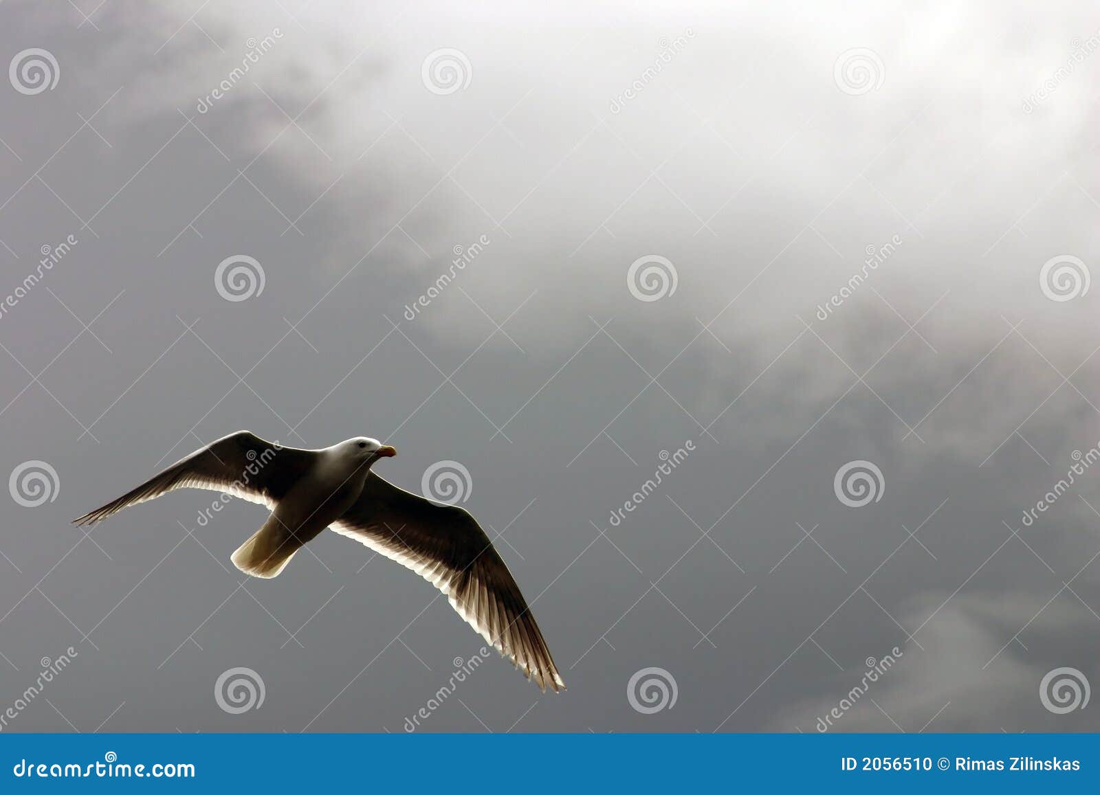 Seagull dream stock photo. Image of seagull, cloud, flying - 2056510