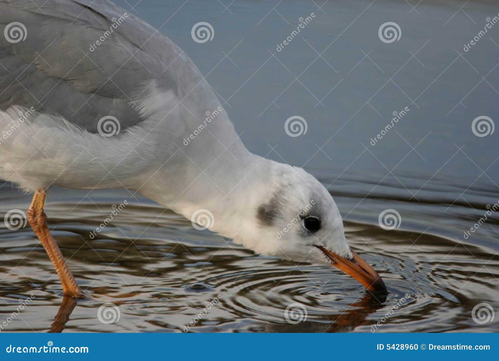 Seagull Drinking stock photo. Image of beach, beak, white - 5428960