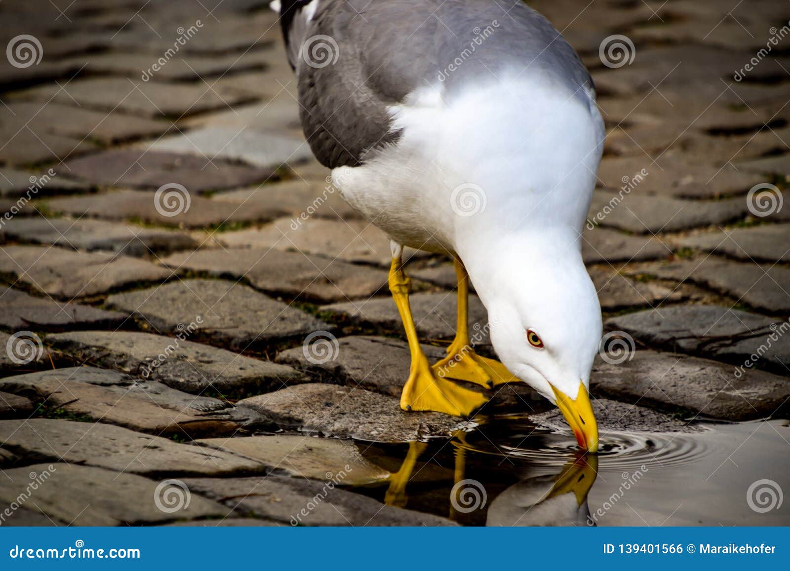 Seagull Drinking Out of Puddle with Reflection Stock Photo - Image of ...