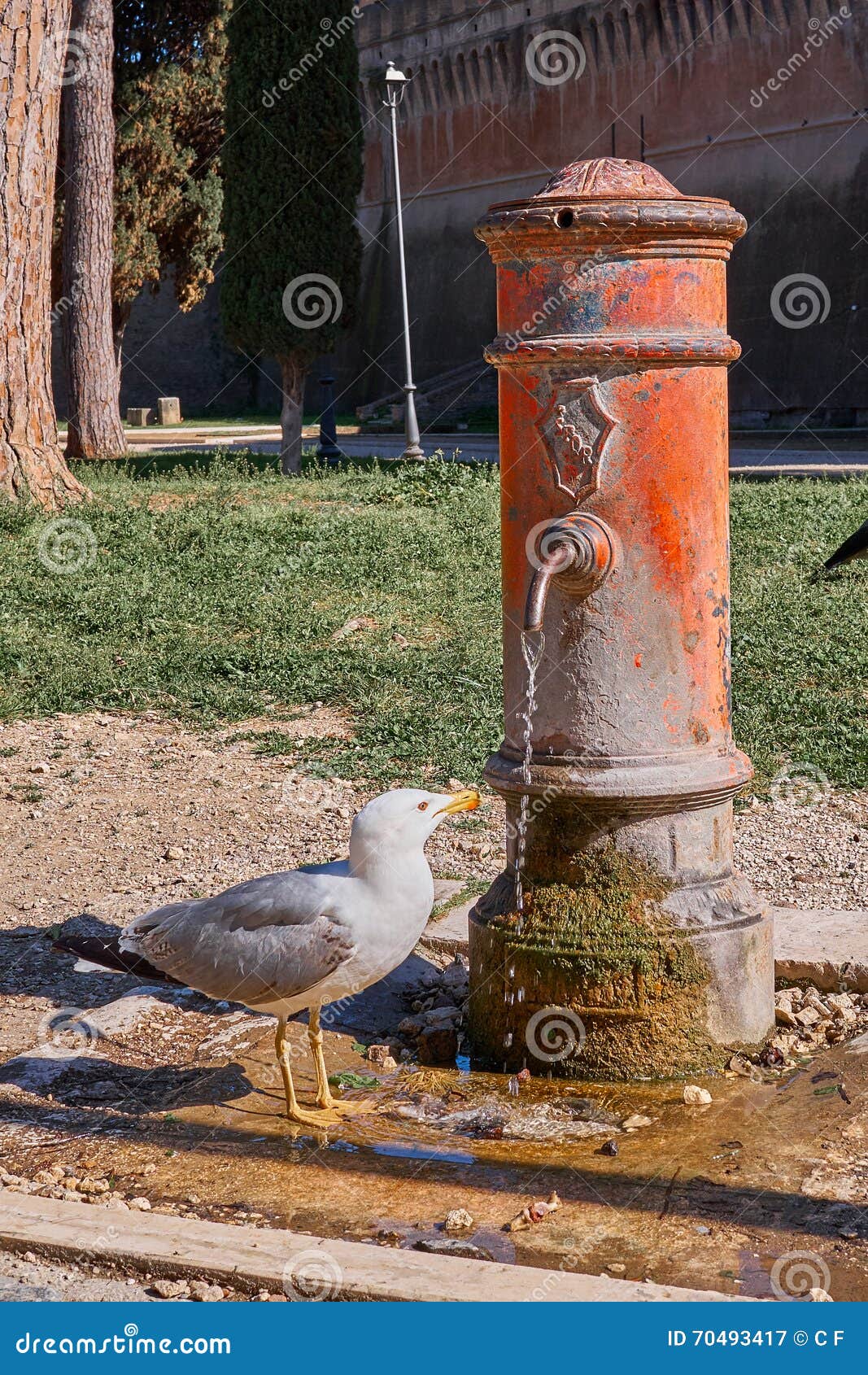Seagull drinking stock image. Image of drinking, cheeky - 70493417