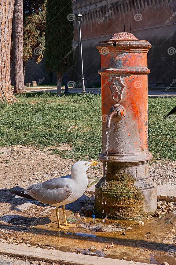 Seagull drinking stock image. Image of drinking, cheeky - 70493417
