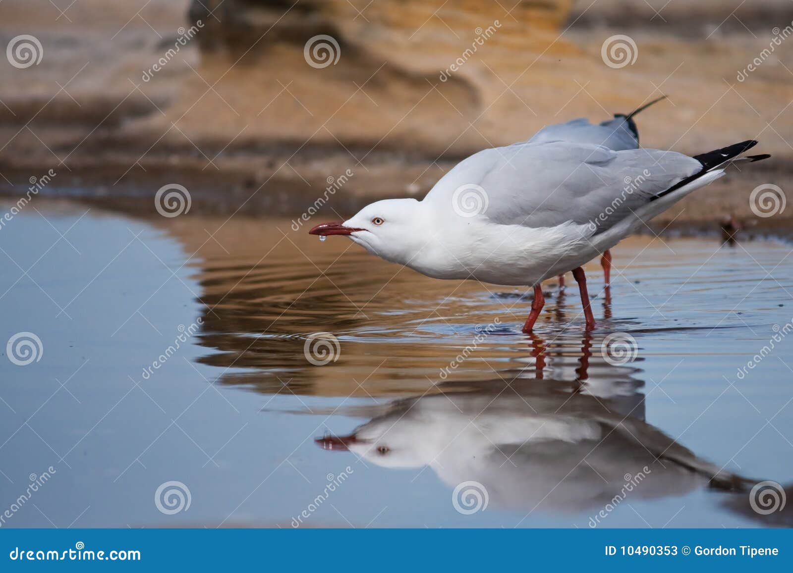 Seagull Drinking from Rock Pool Stock Image - Image of seagull, nature ...