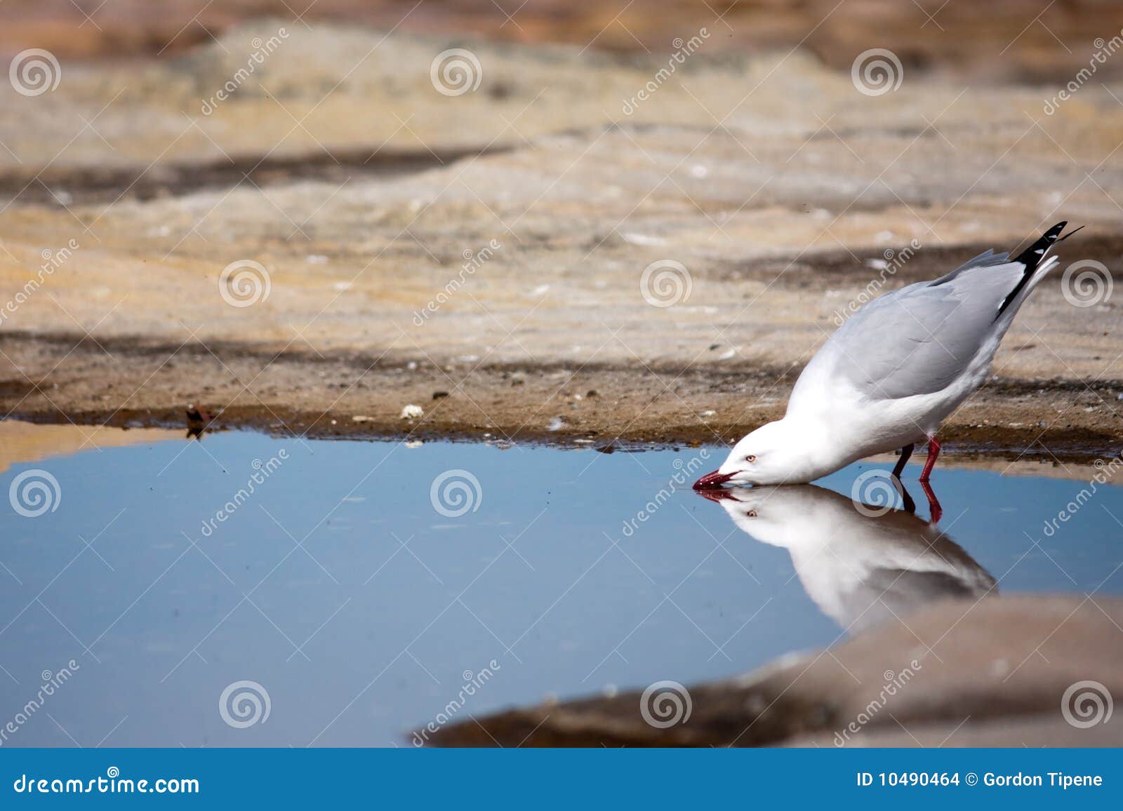 Seagull Drinking from Rock Pool Stock Photo - Image of water, marine ...