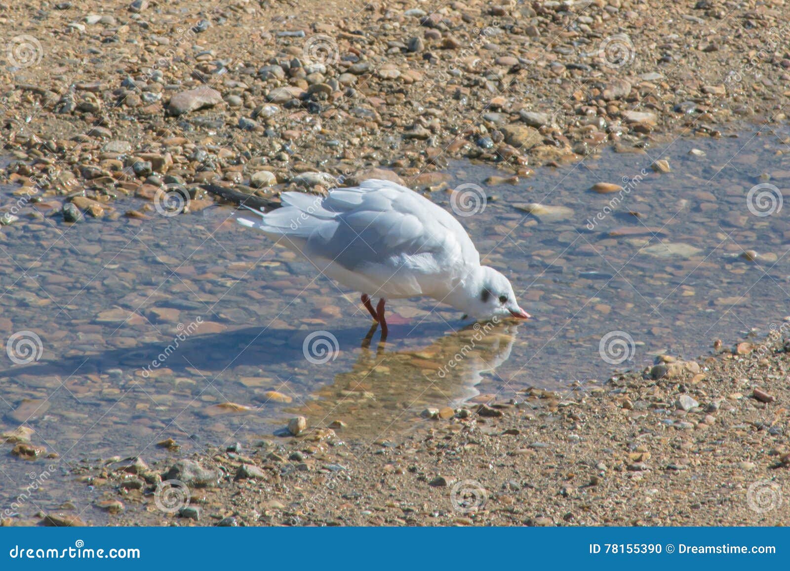 Seagull drinking water stock photo. Image of seagull - 78155390