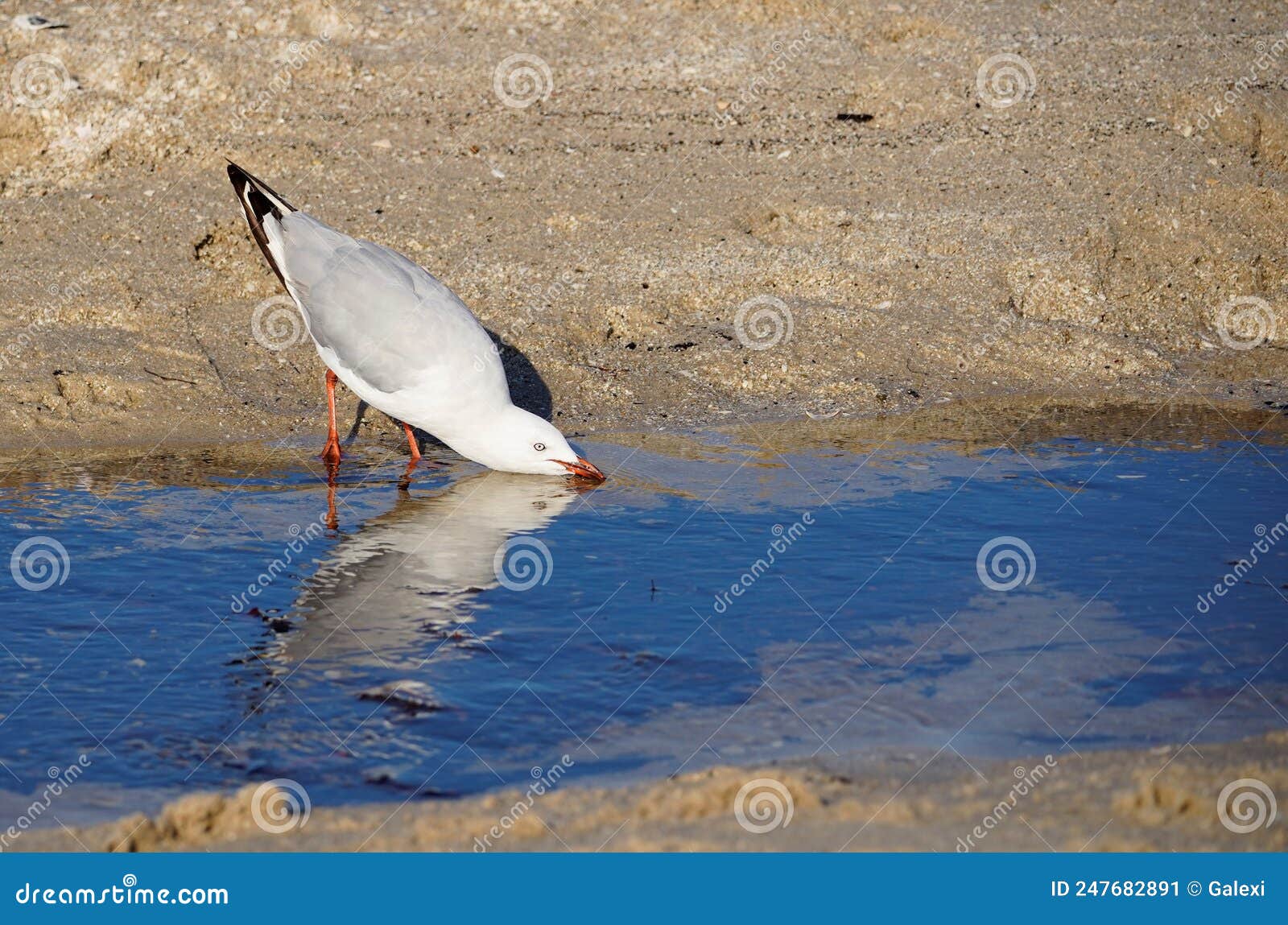 Seagull drinking water stock image. Image of fauna, standing - 247682891