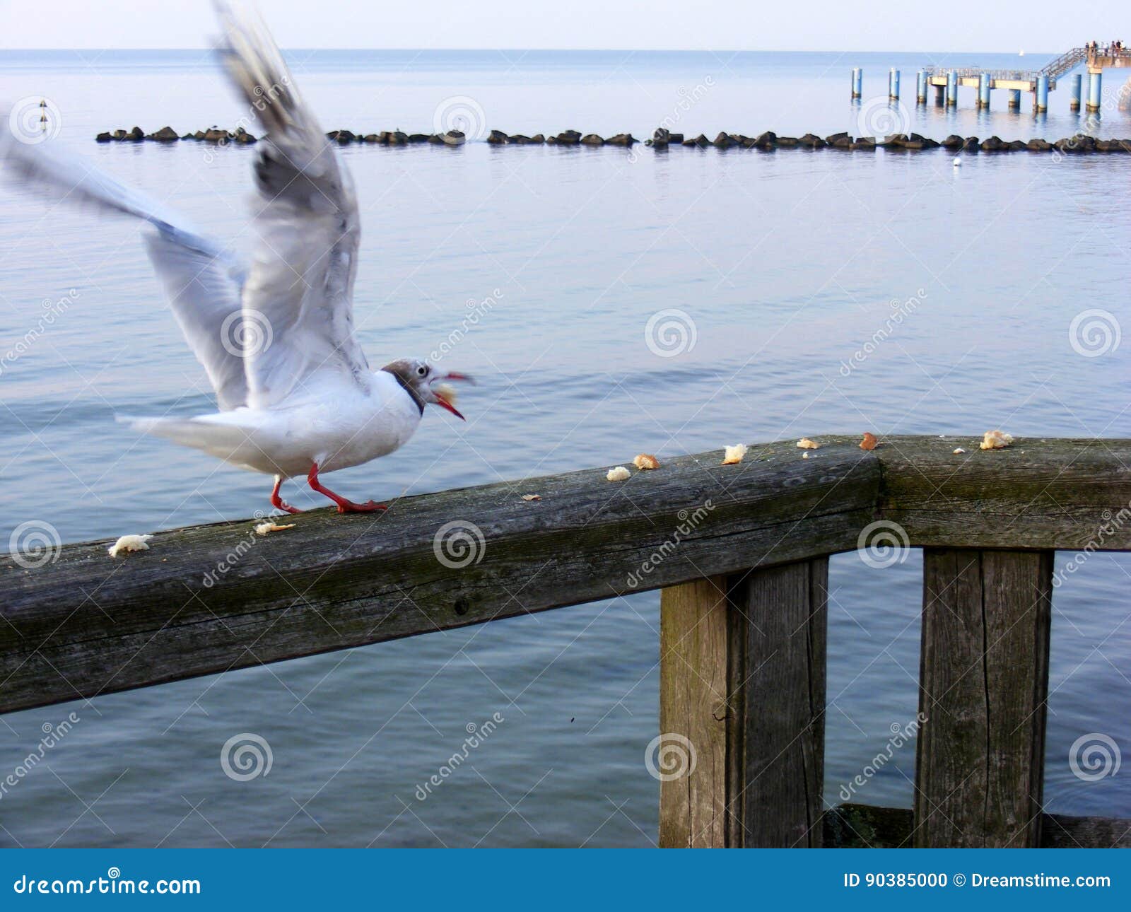 Seagull eating bread stock photo. Image of tier, seagull - 90385000