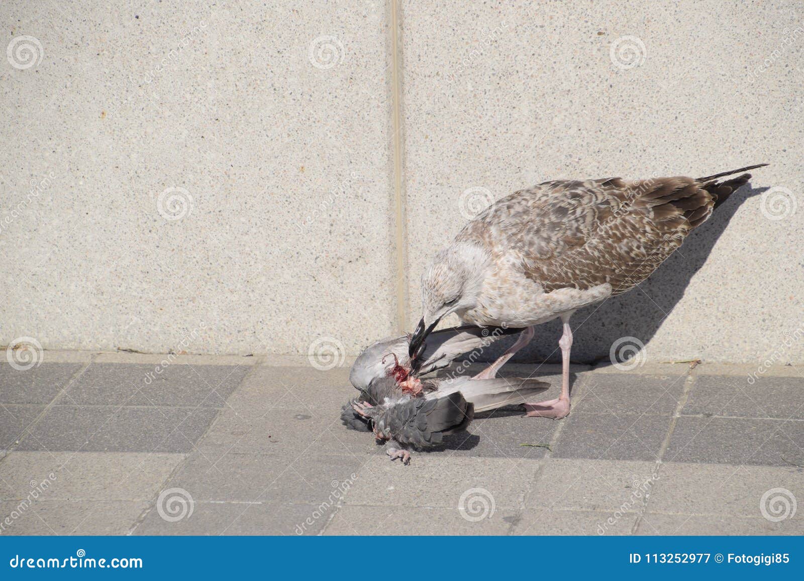 Seagull is Eating a Dead Dove. Seagull is a Predator. Stock Image ...