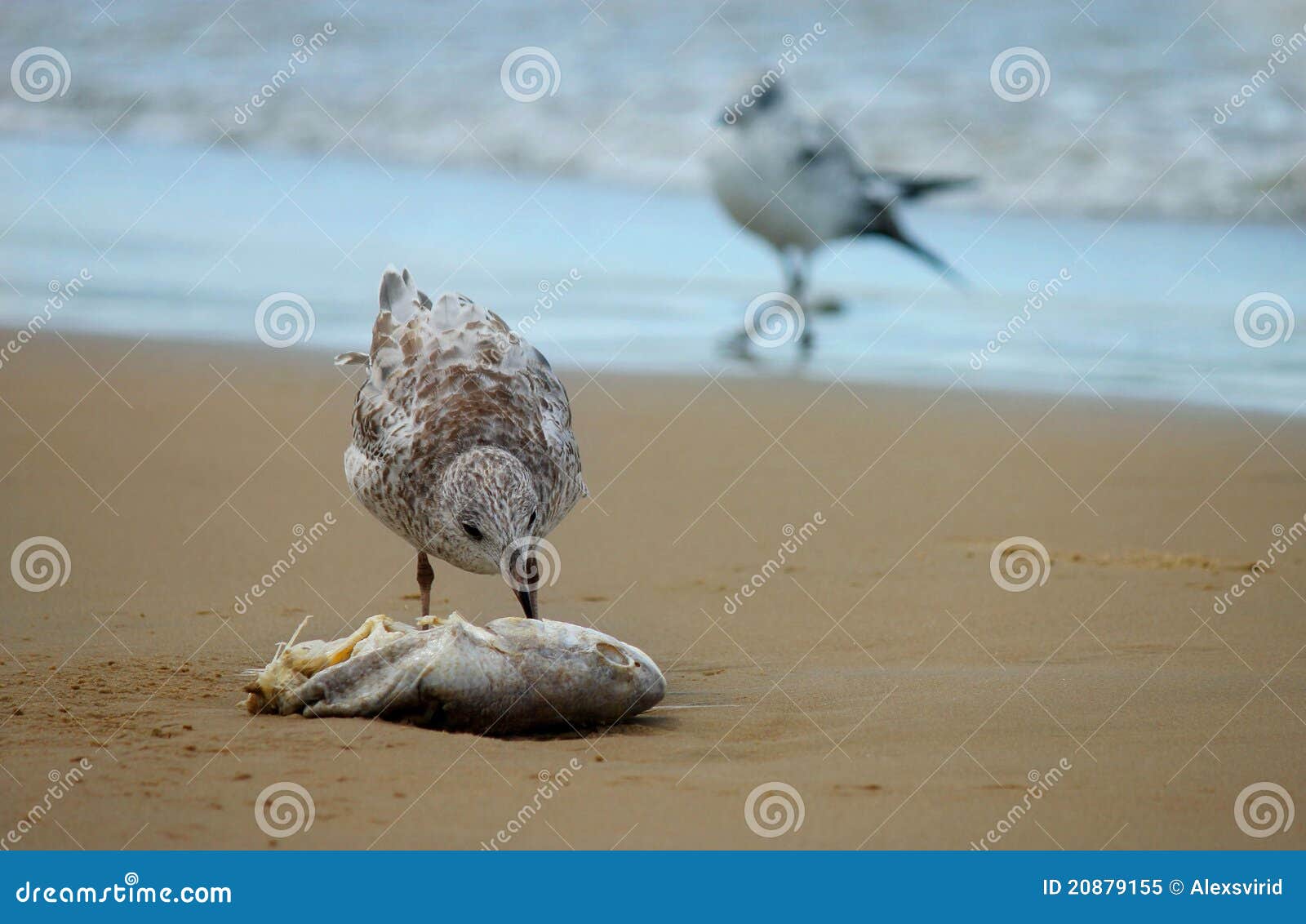 Seagull eating a dead fish stock image. Image of ocean - 20879155