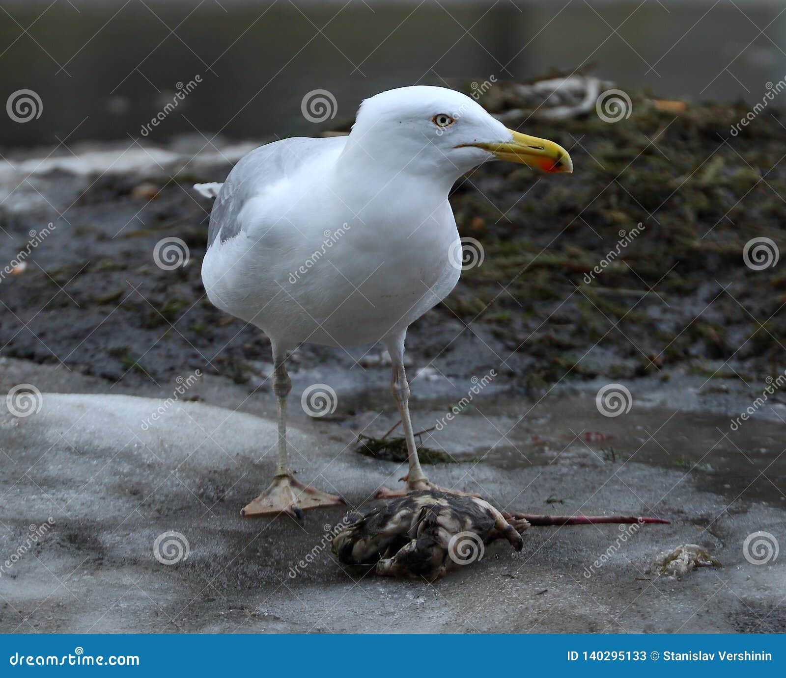 Seagull eating a dead rat stock image. Image of food - 140295133