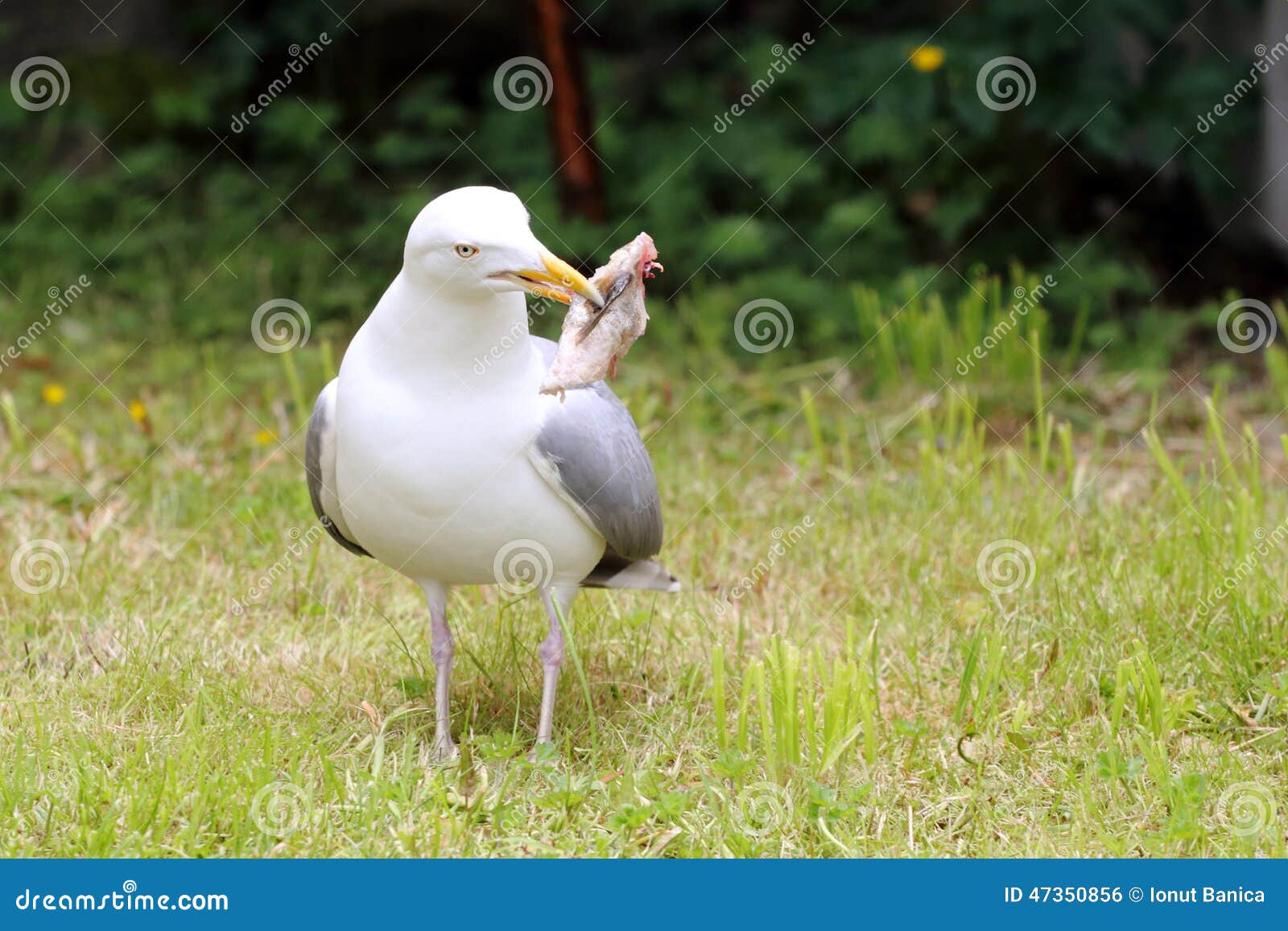 Seagull Eating Fish Stock Photography | CartoonDealer.com #155122850