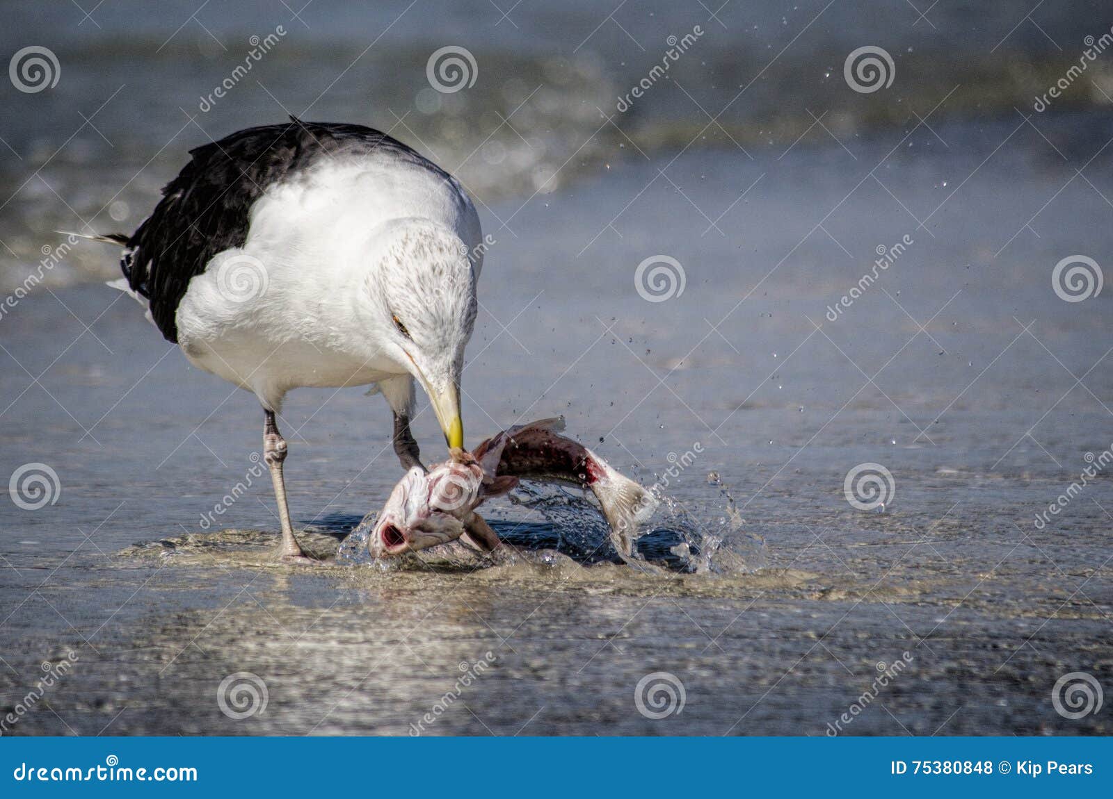 Seagull Eating Fish Stock Photography | CartoonDealer.com #155122850