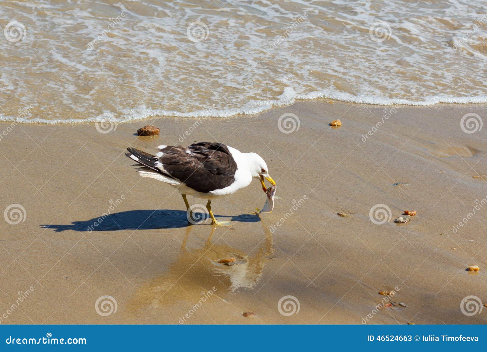 Seagull Eating Fish on Beach Near Water Stock Image - Image of mouth ...