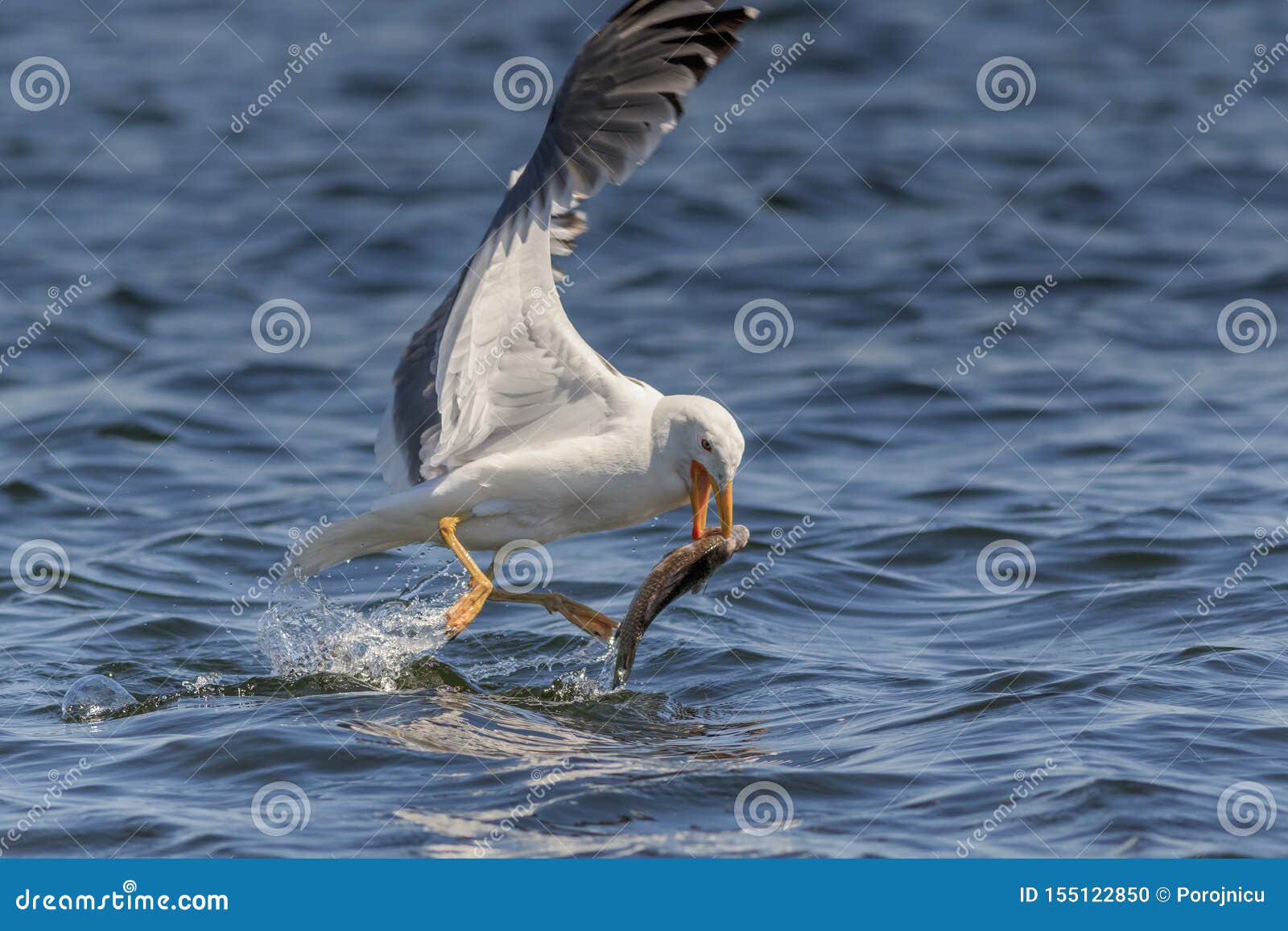 Seagull eating fish stock photo. Image of reflex, catch - 155122850