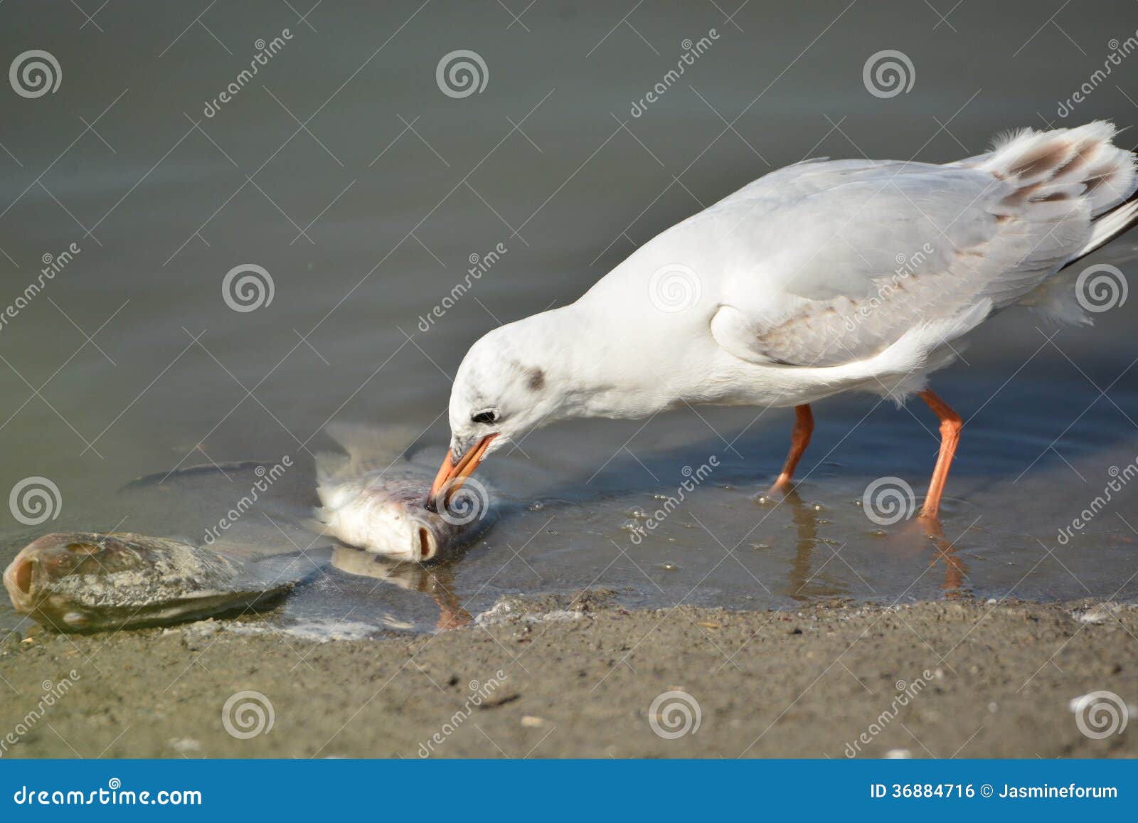 Seagull eating fish stock photo. Image of bird, eating - 36884716