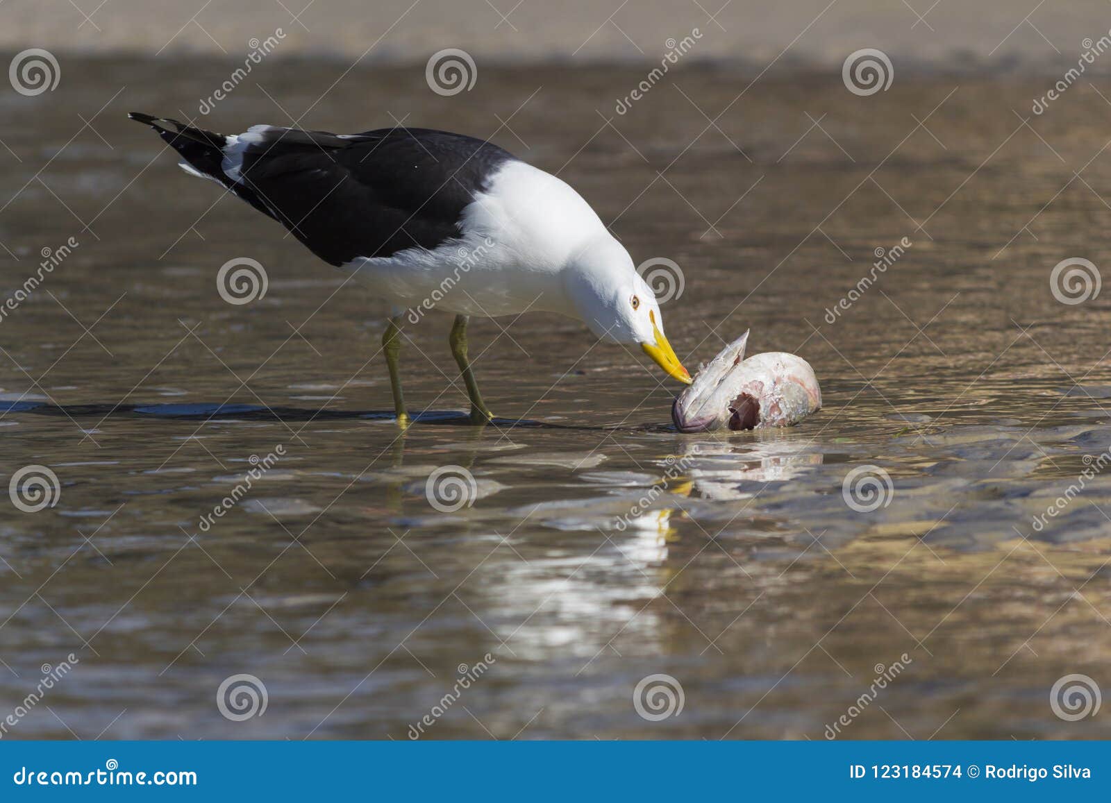 A Seagull Eating a Fish Head on the Beach Stock Photo - Image of ...