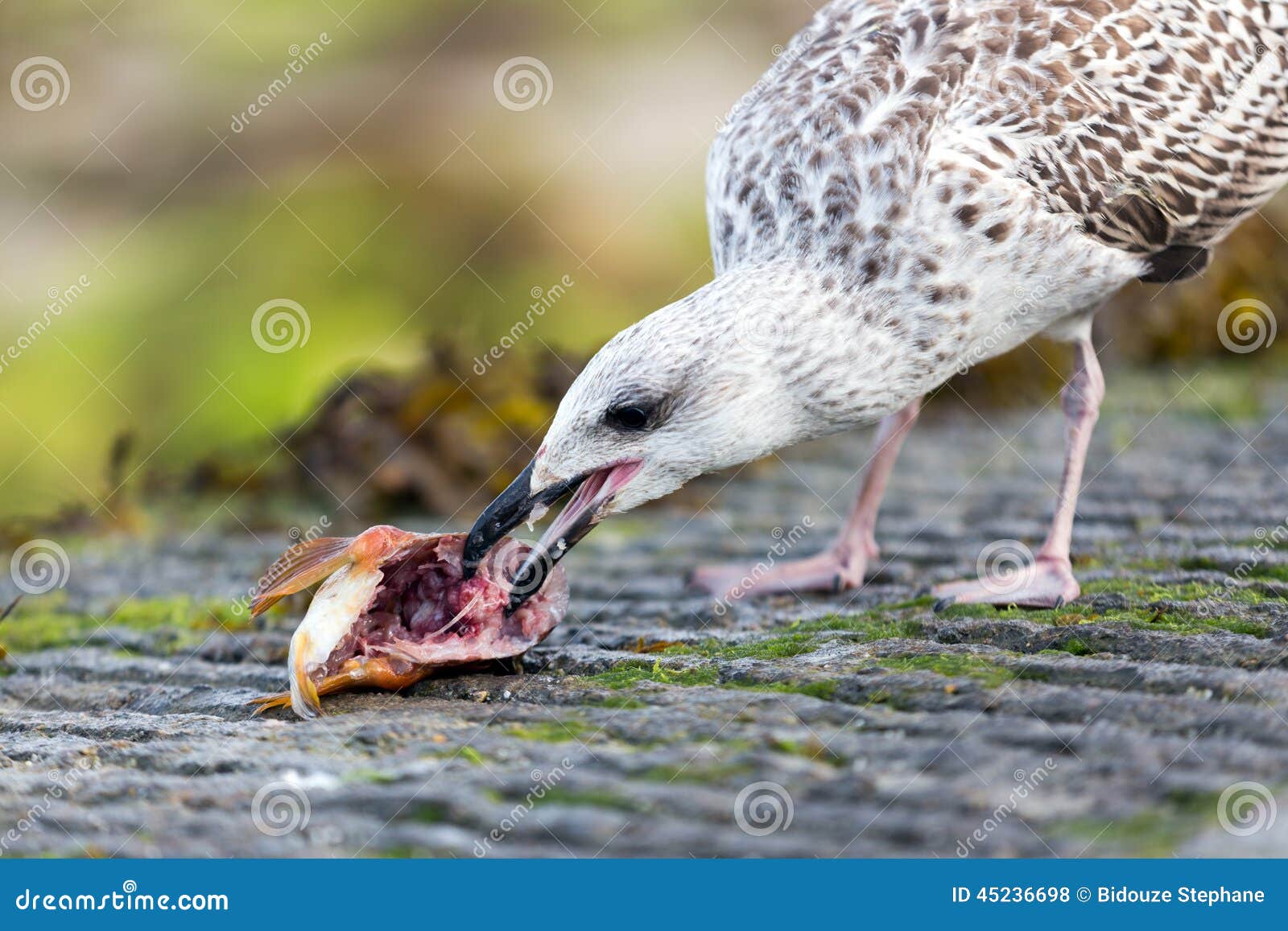 Seagull eating fish head stock photo. Image of concrete - 45236698