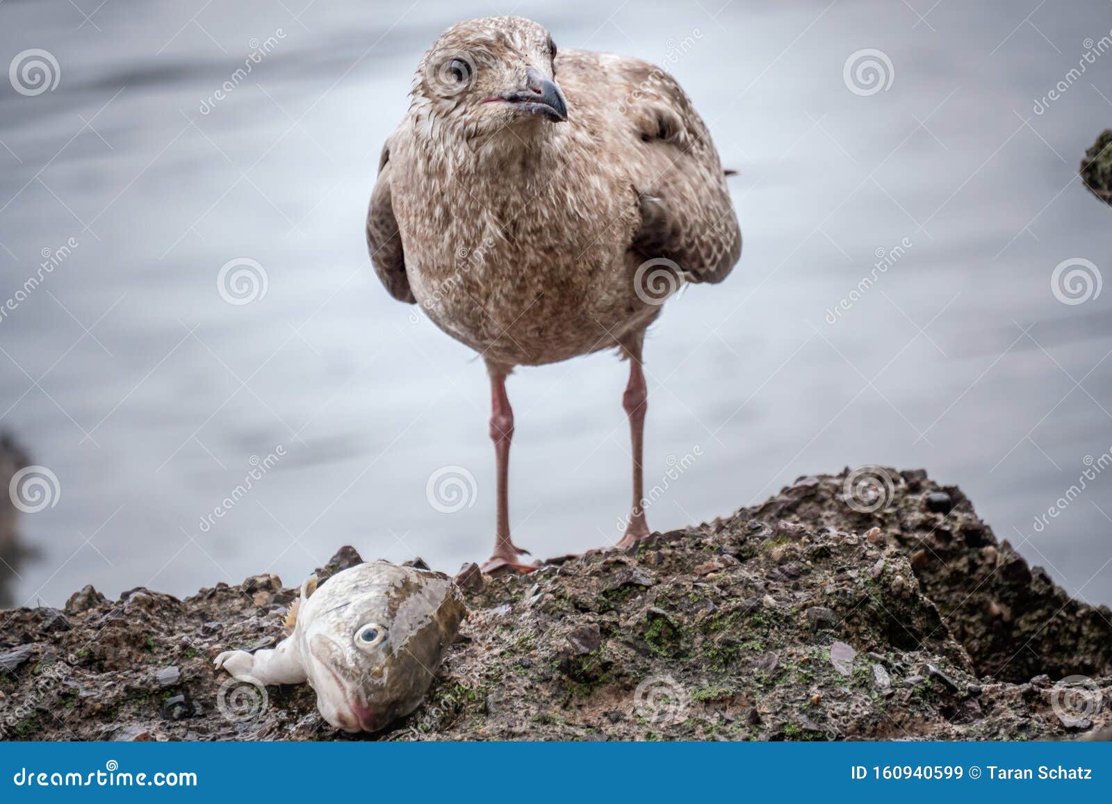 Seagull Eating a Fish Head for Food Stock Image - Image of head, park ...