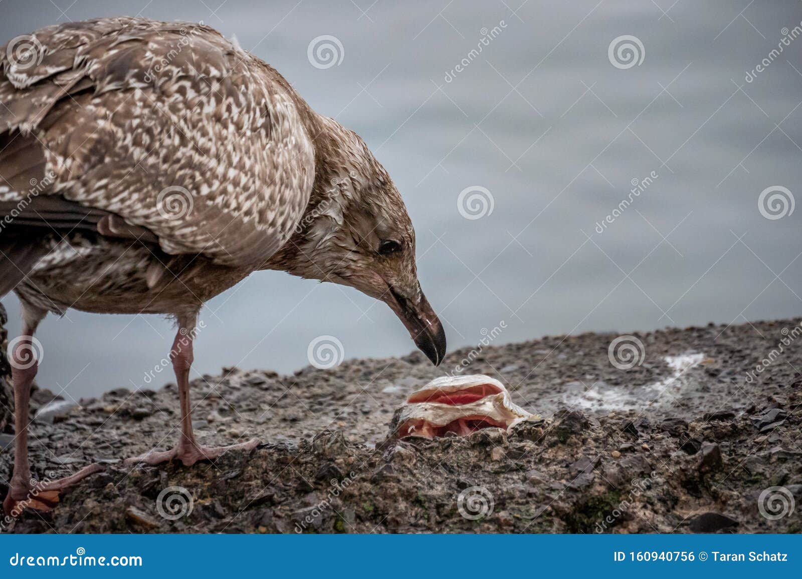 Seagull Eating a Fish Head for Food Stock Photo - Image of endangered ...