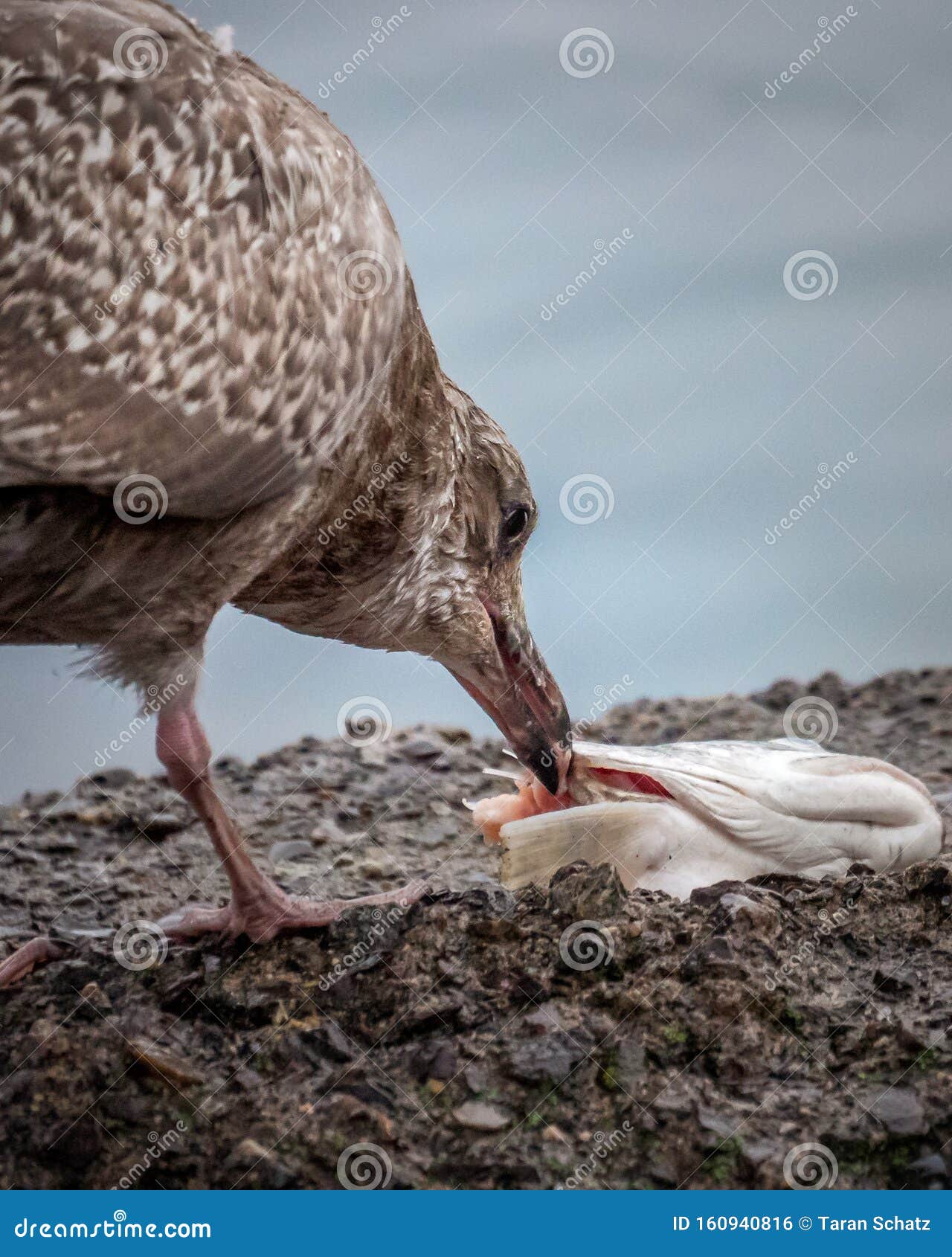 Seagull Eating a Fish Head for Food Stock Photo - Image of beak, head ...
