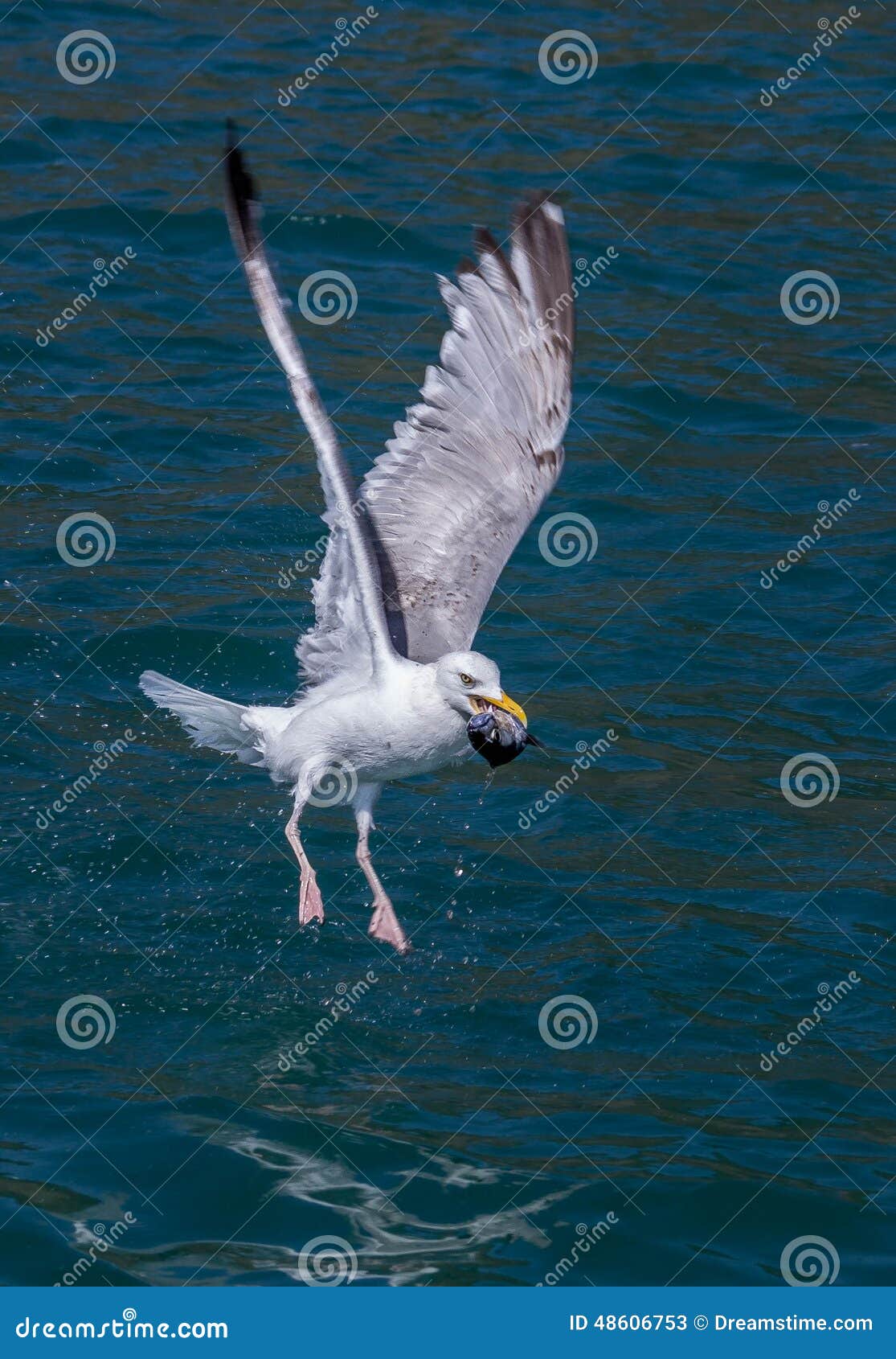Seagull Eating a Fish S Head Stock Image - Image of bluemarine, gull ...