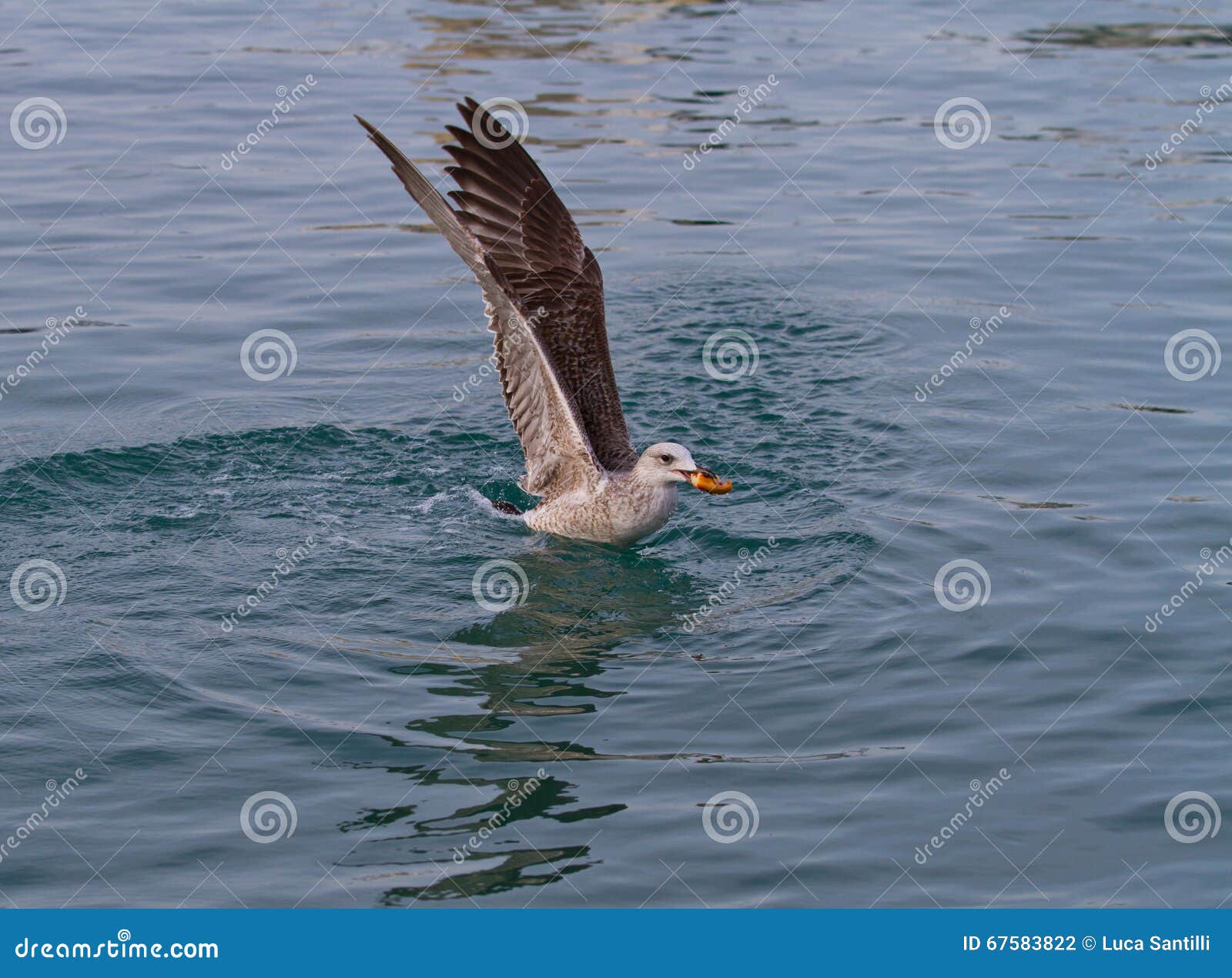 A Seagull Eating a Fish in the Sea Stock Photo - Image of water, gull ...