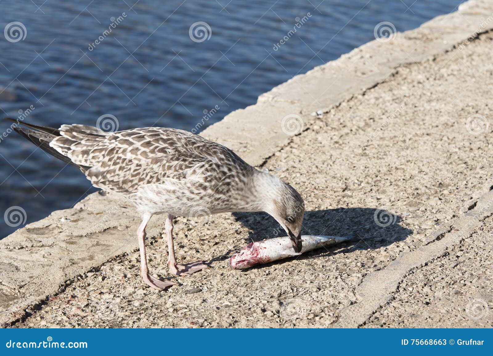 Seagull eating a fish stock image. Image of bird, beach - 75668663
