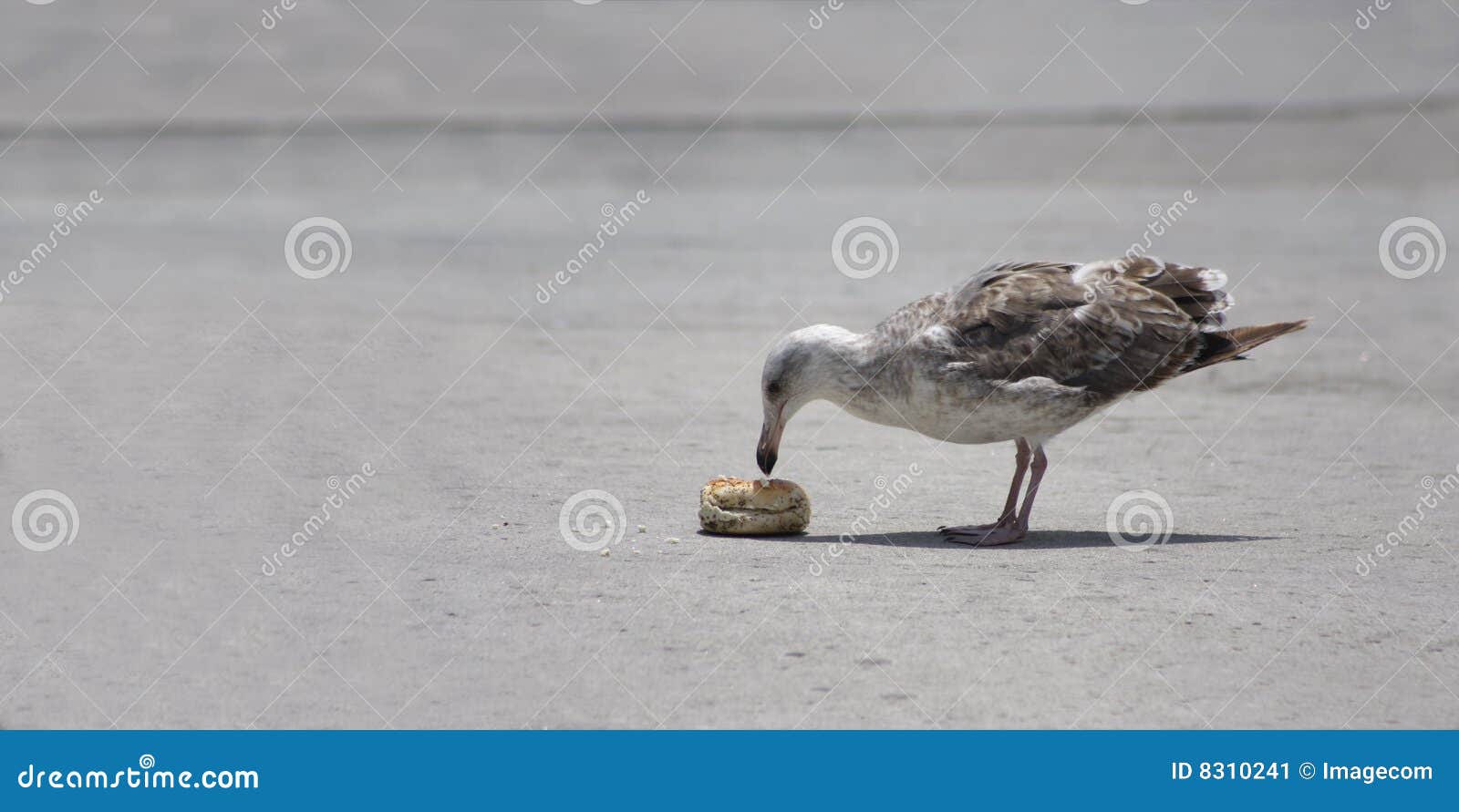 Seagull eating food stock image. Image of background, scavenging - 8310241