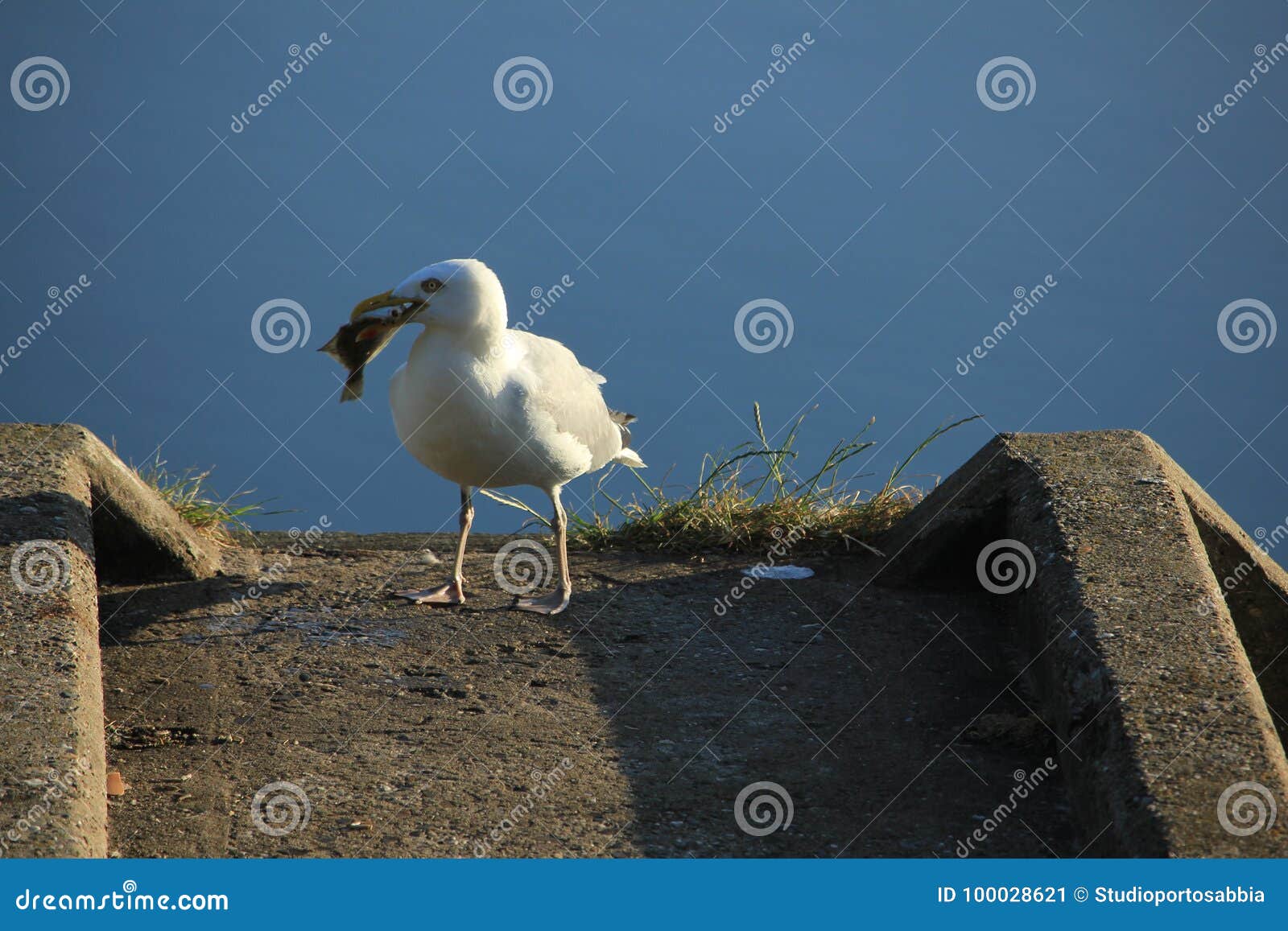 A Seagull eating a fish stock image. Image of seabird - 100028621