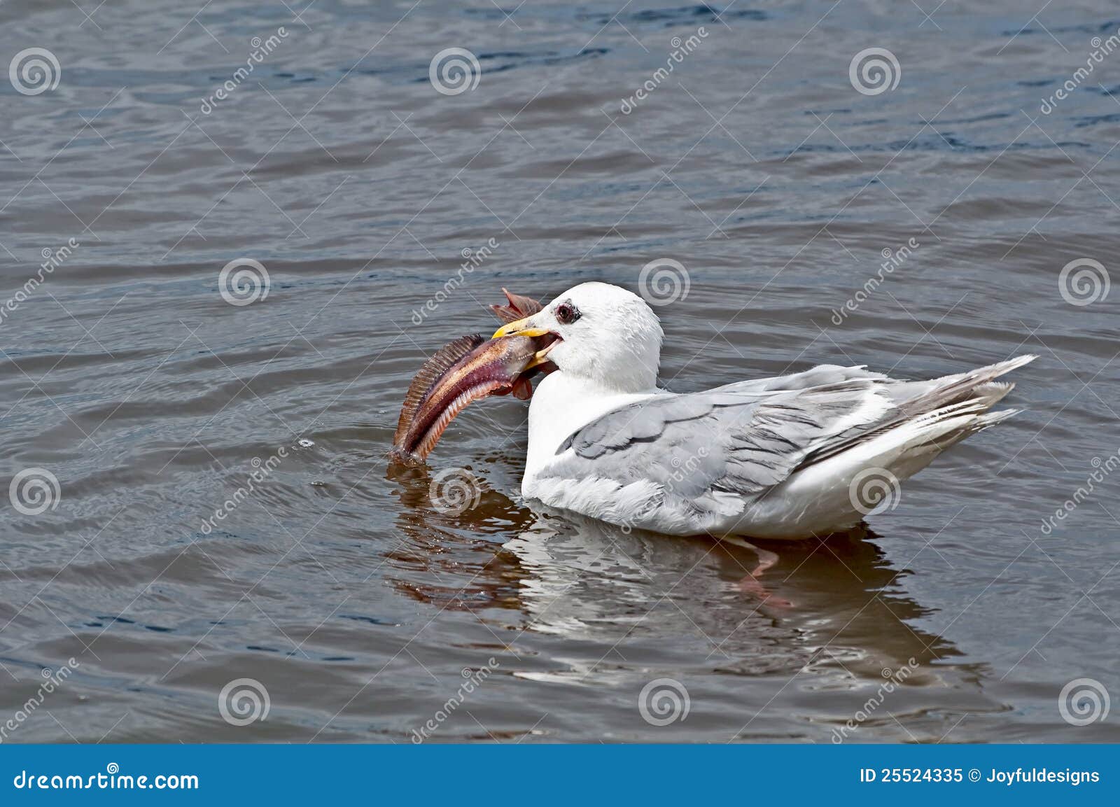 Seagull Eating Huge Fish in Water Stock Image - Image of marine ...