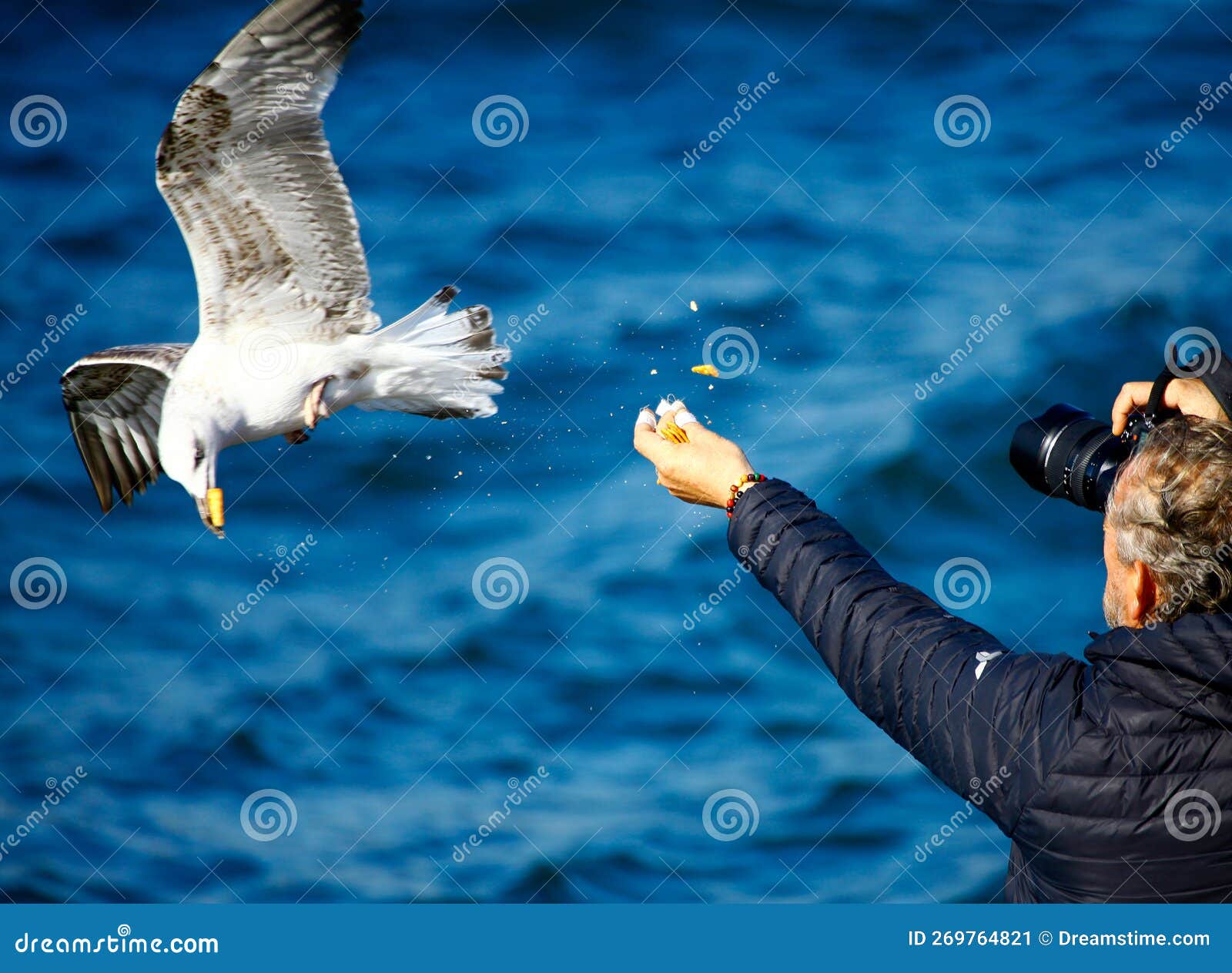 03-12-2021 Istanbul-Turkey: Seagull Eating from Human Hands Editorial ...