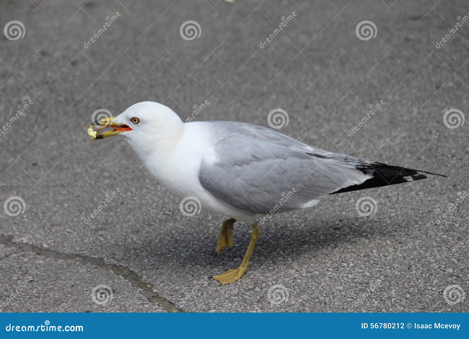 Seagull eating popcorn stock photo. Image of popcorn - 56780212