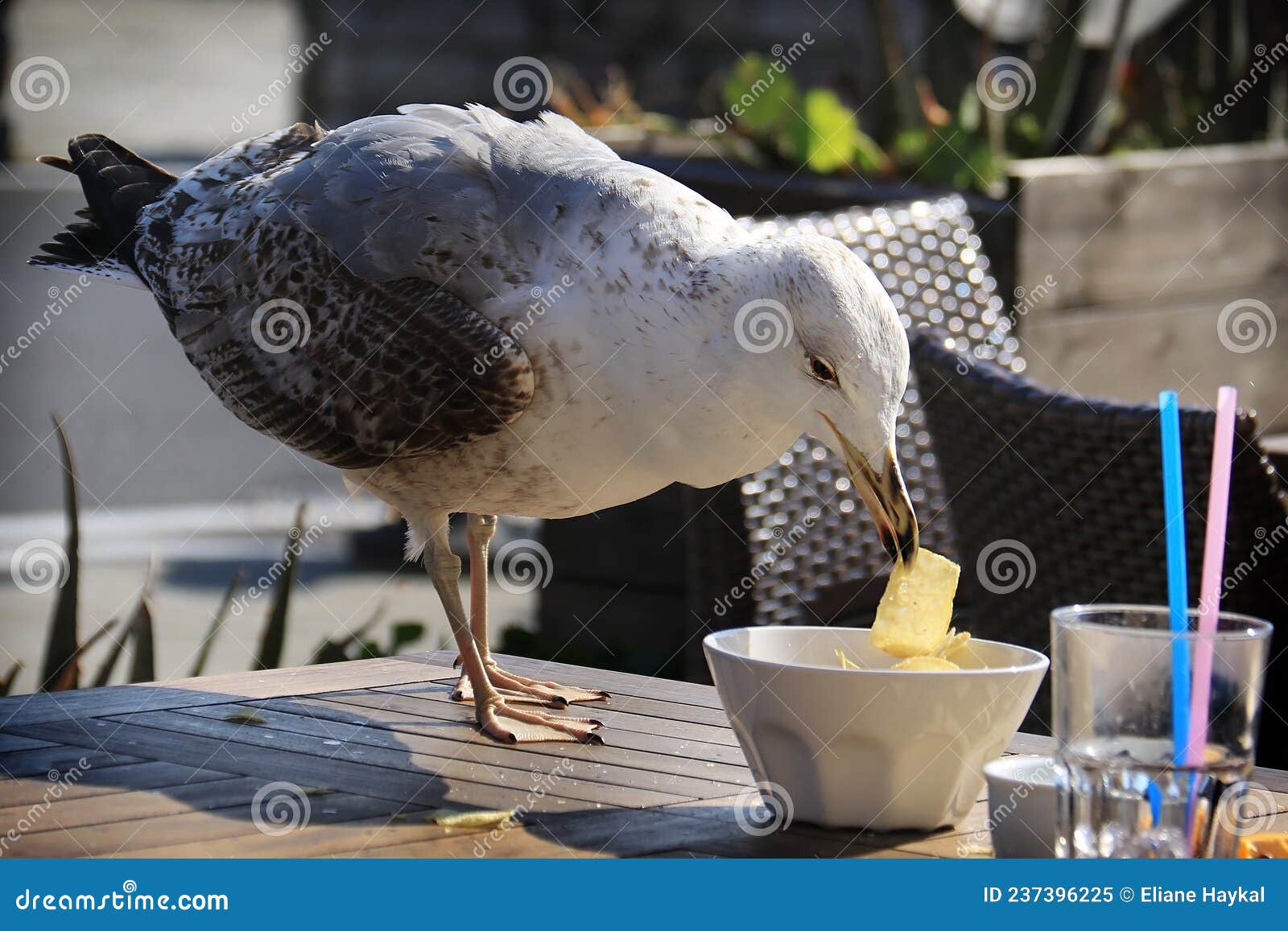 Seagull Eating Potato Chips Stock Image - Image of beak, species: 237396225