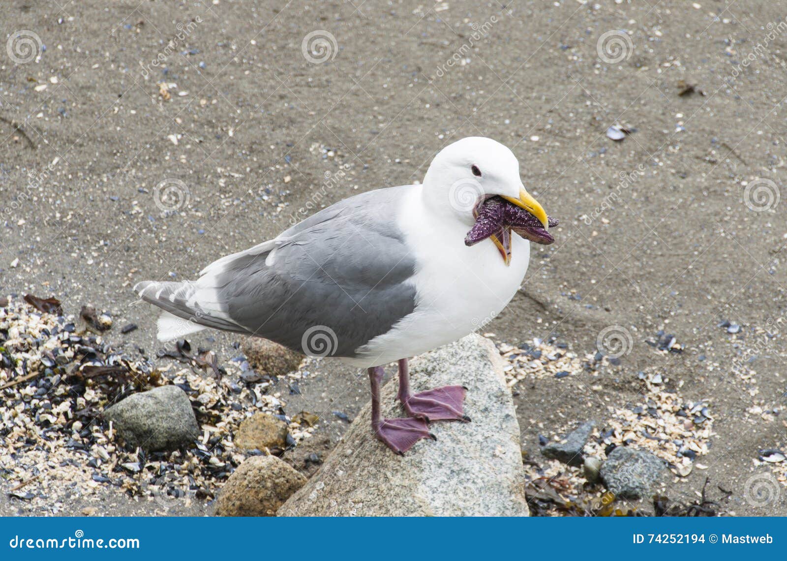 Seagull eating a starfish stock photo. Image of ocean - 74252194