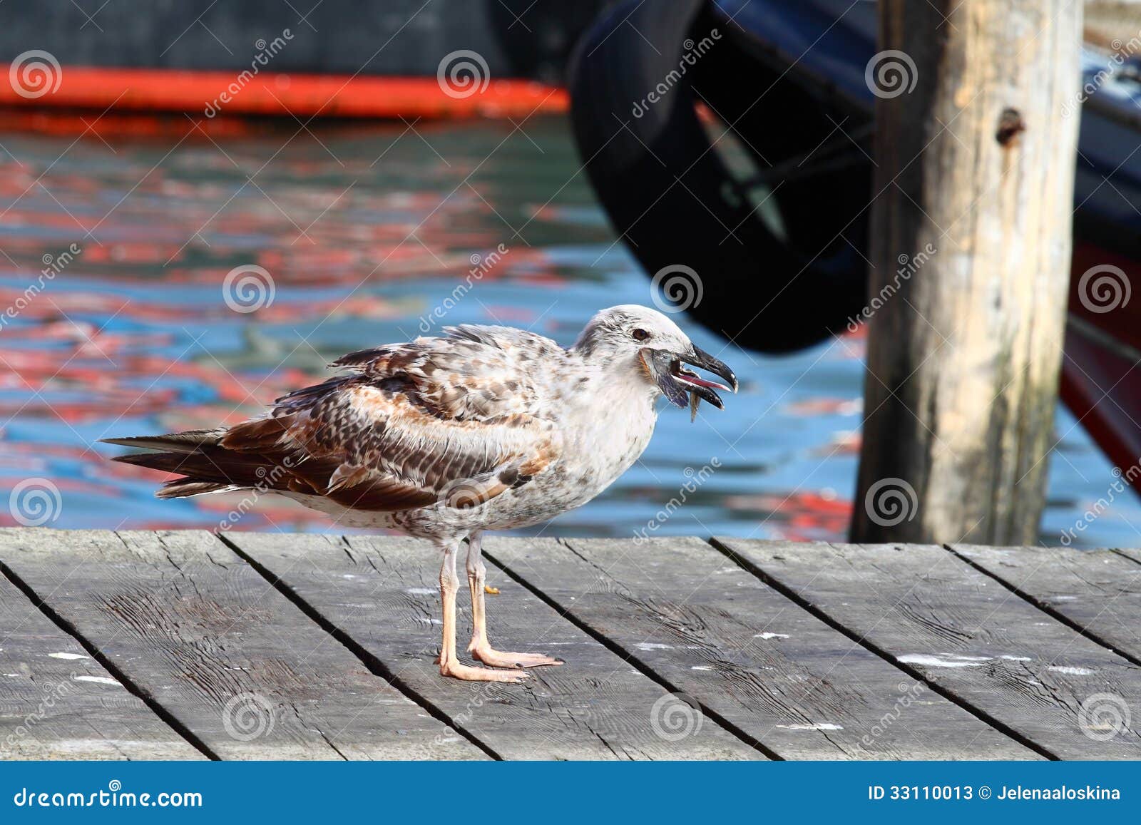 Seagull eats fish stock image. Image of life, white, water - 33110013