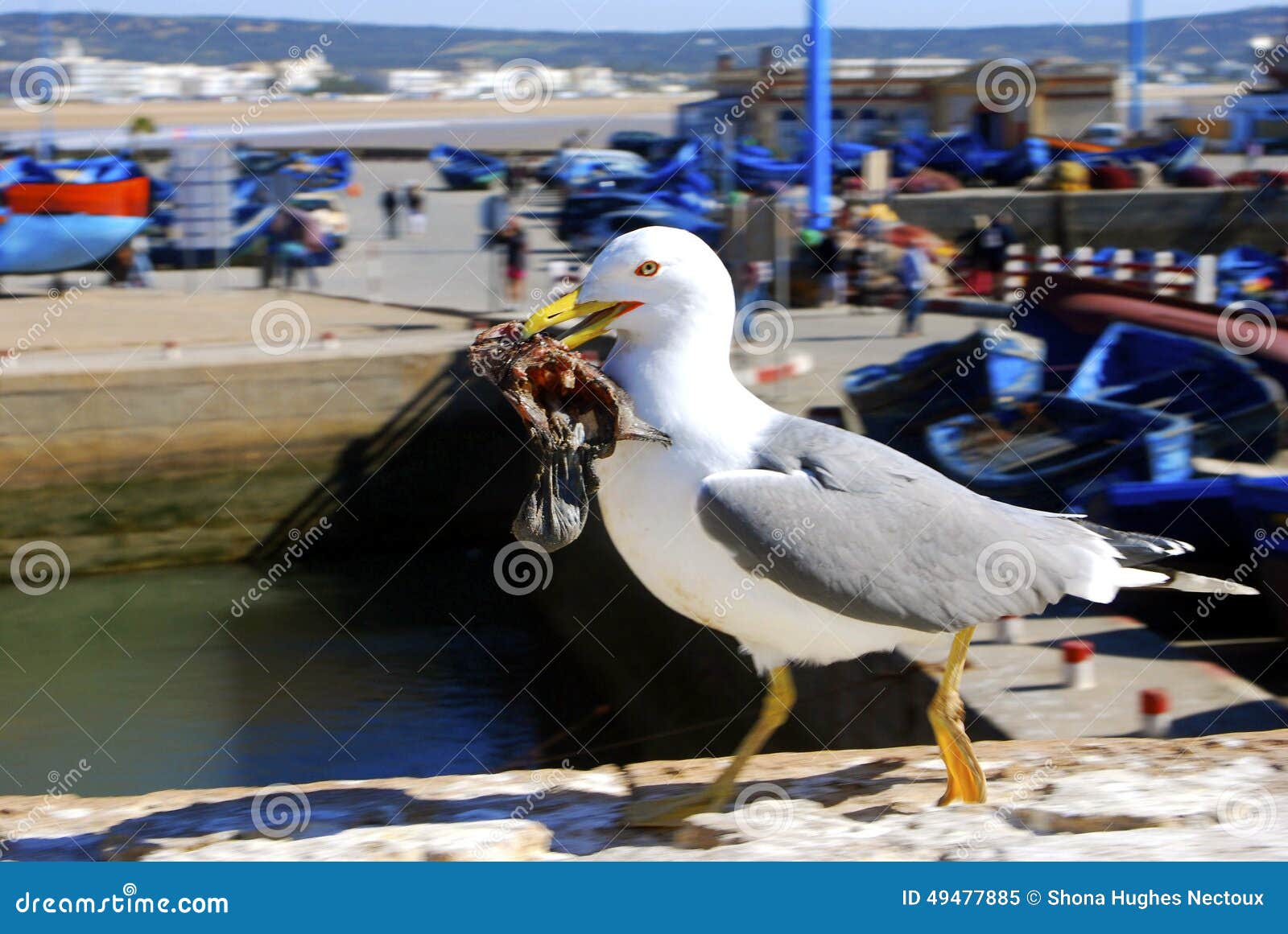 Seagull Eats Fish stock image. Image of travelling, eating - 49477885