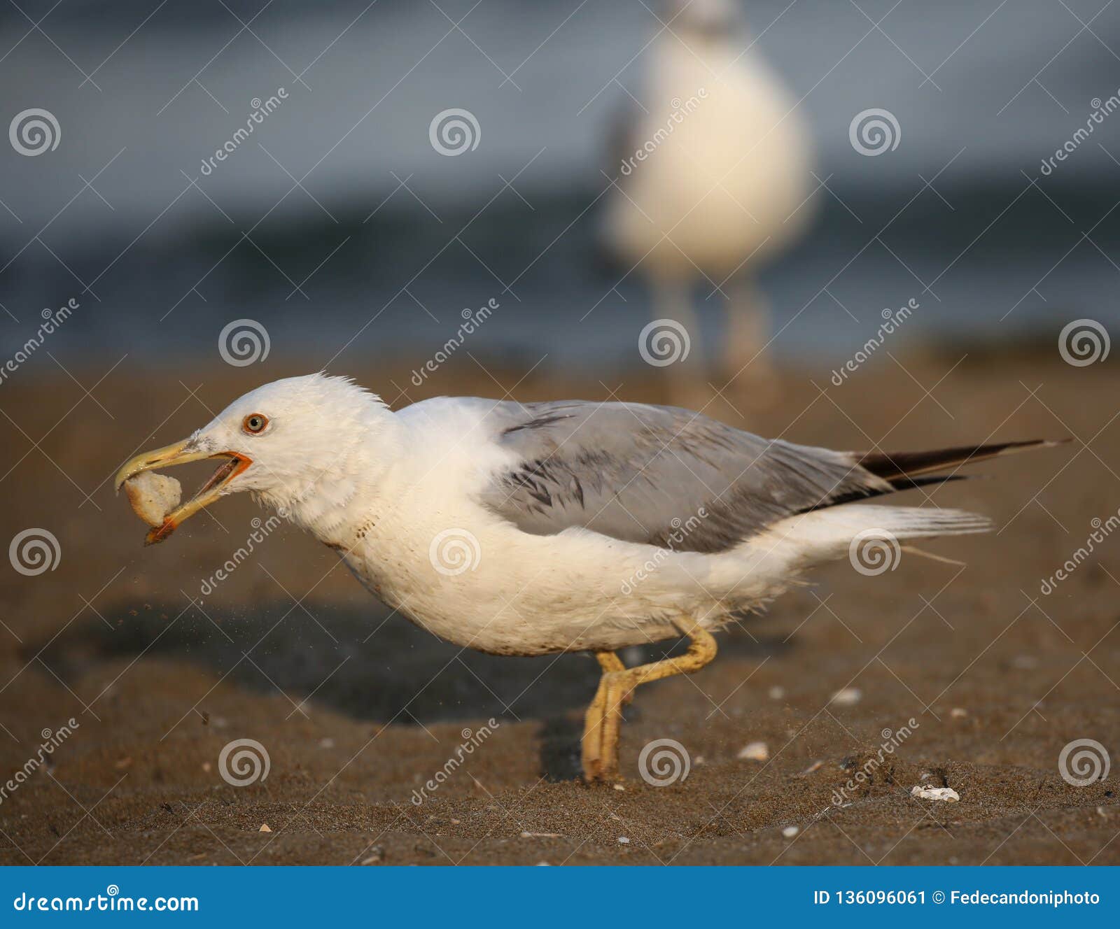 Seagull Eats a Piece of Bread on the Beach Stock Image - Image of beach ...