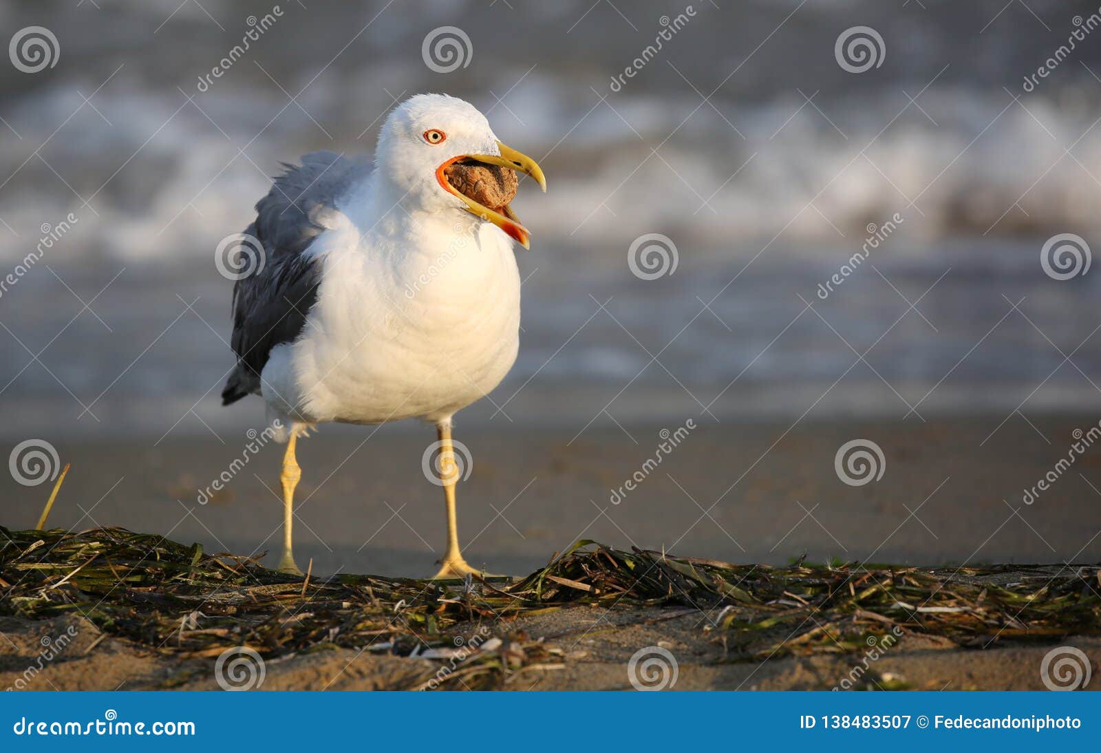 Seagull Eats a Piece of Dry Bread on the Shore of the Sea Stock Image ...