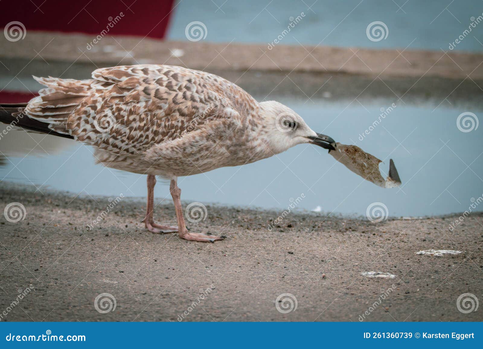 A Seagull Eats Plastic Waste Stock Image - Image of garbage ...