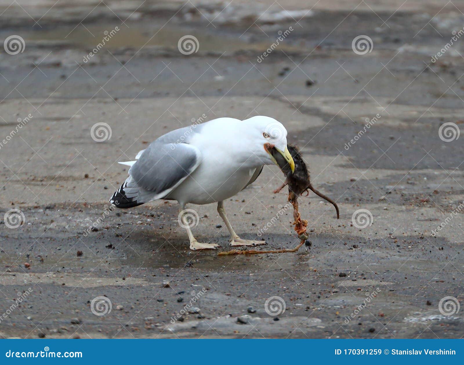 Seagull Eats A Bread Crumb On The Beach Stock Image | CartoonDealer.com ...