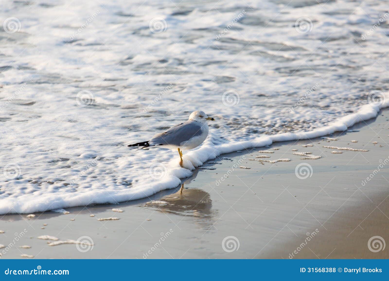 Seagull on the Edge of Surf Stock Photo - Image of beach, gull: 31568388