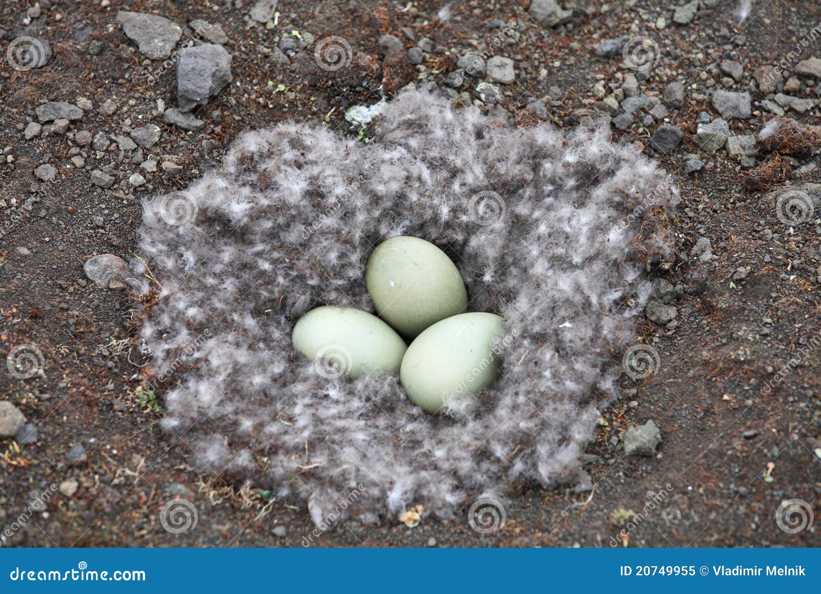 Seagull eggs in nest stock image. Image of spotted, animal - 20749955