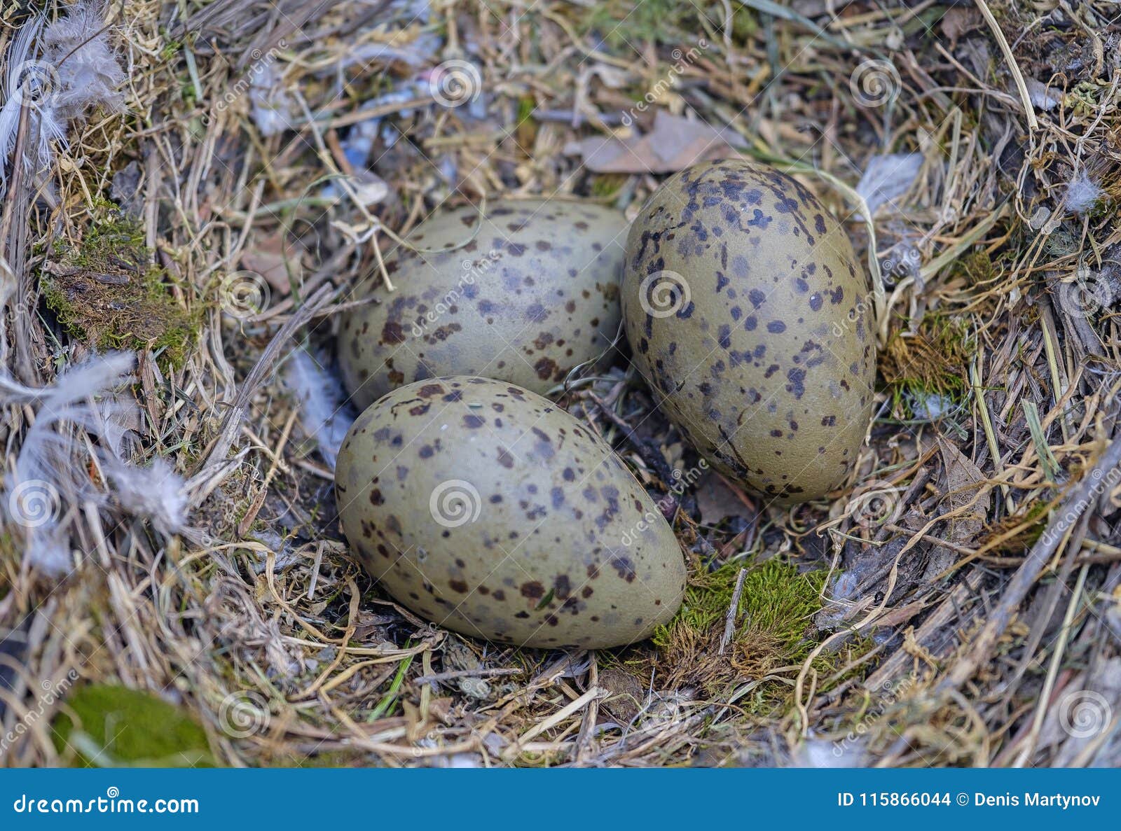 Seagull eggs in nest 2 stock photo. Image of seaside - 115866044