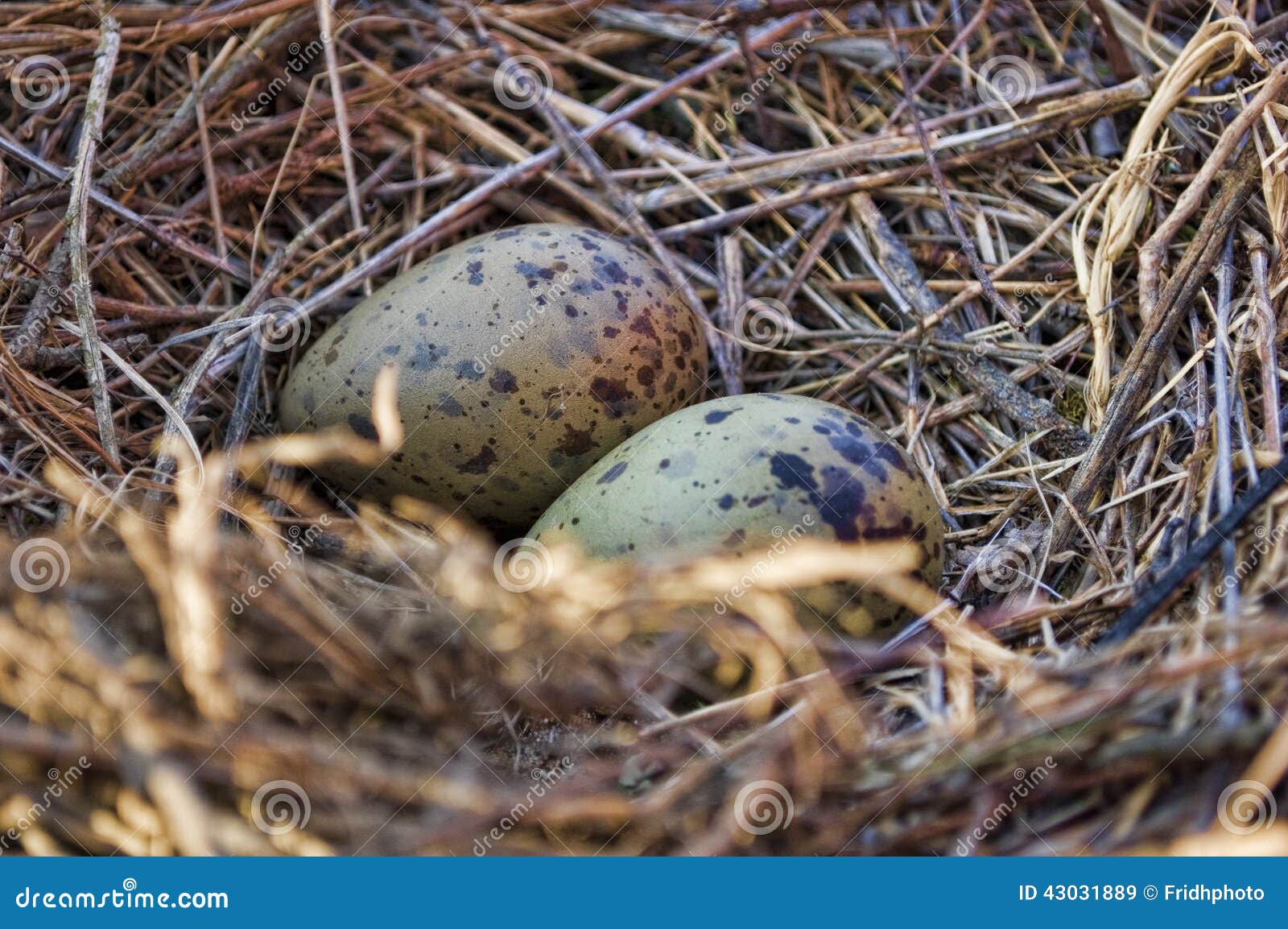 Seagull eggs stock image. Image of eggs, nest, gull, brown - 43031889