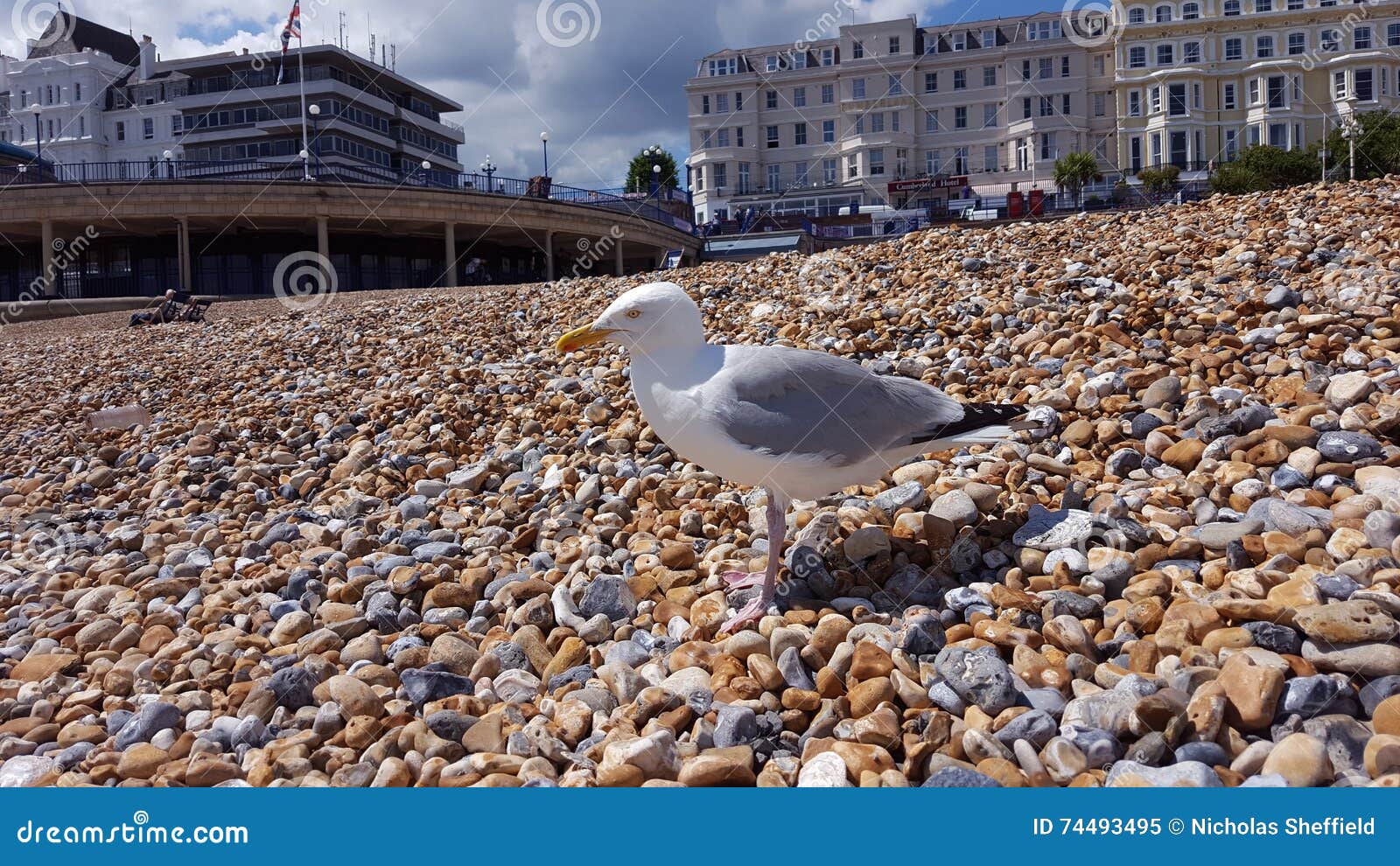 Seagull editorial image. Image of english, stone, seagull - 74493495
